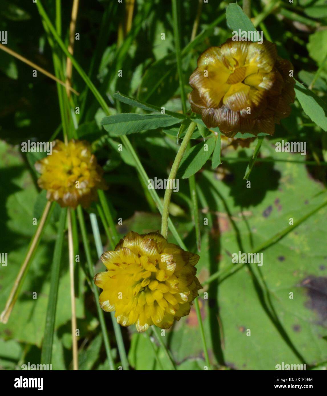 Brown Clover (Trifolium badium) Plantae Stock Photo - Alamy