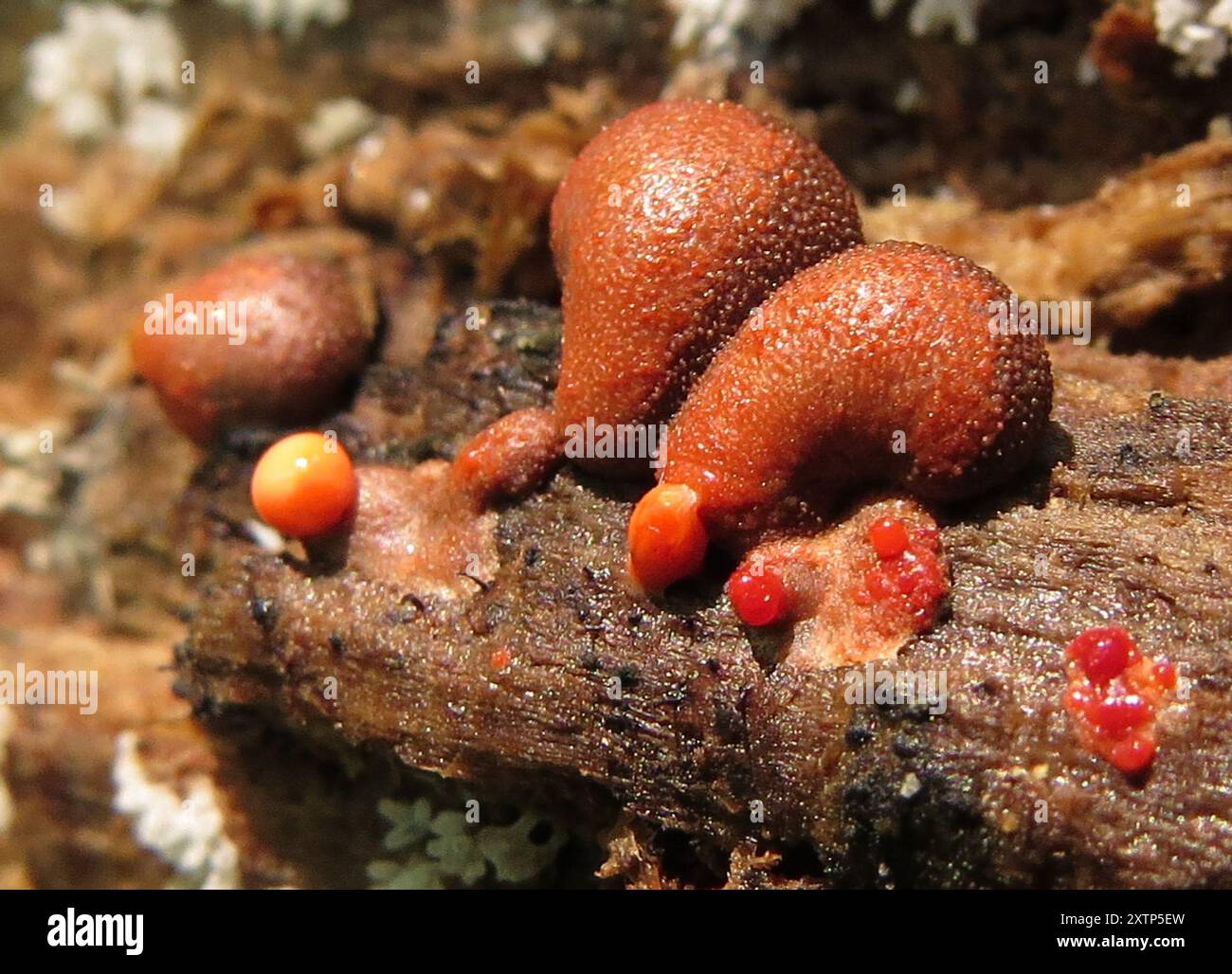 Wolf's Milk (Lycogala epidendrum) Protozoa Stock Photo - Alamy