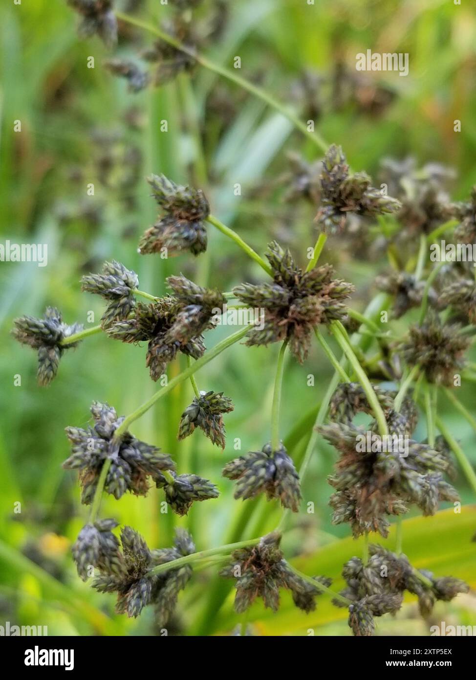 Panicled Bulrush (Scirpus microcarpus) Plantae Stock Photo - Alamy