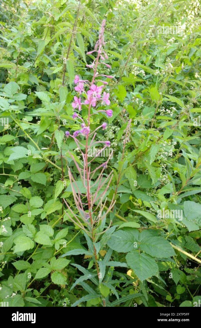 fireweed (Chamaenerion angustifolium) Plantae Stock Photo - Alamy