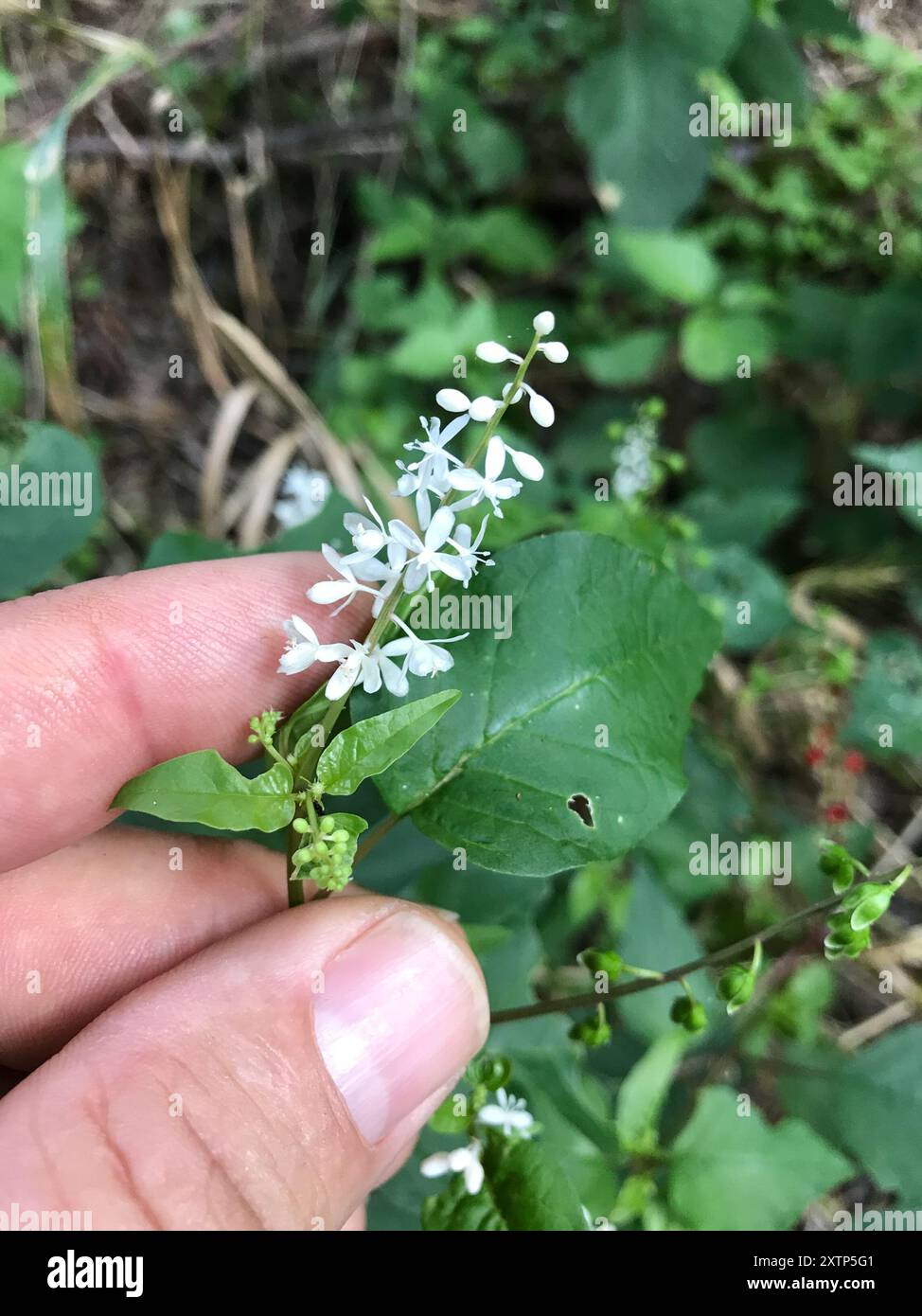 pigeonberry (Rivina humilis) Plantae Stock Photo - Alamy