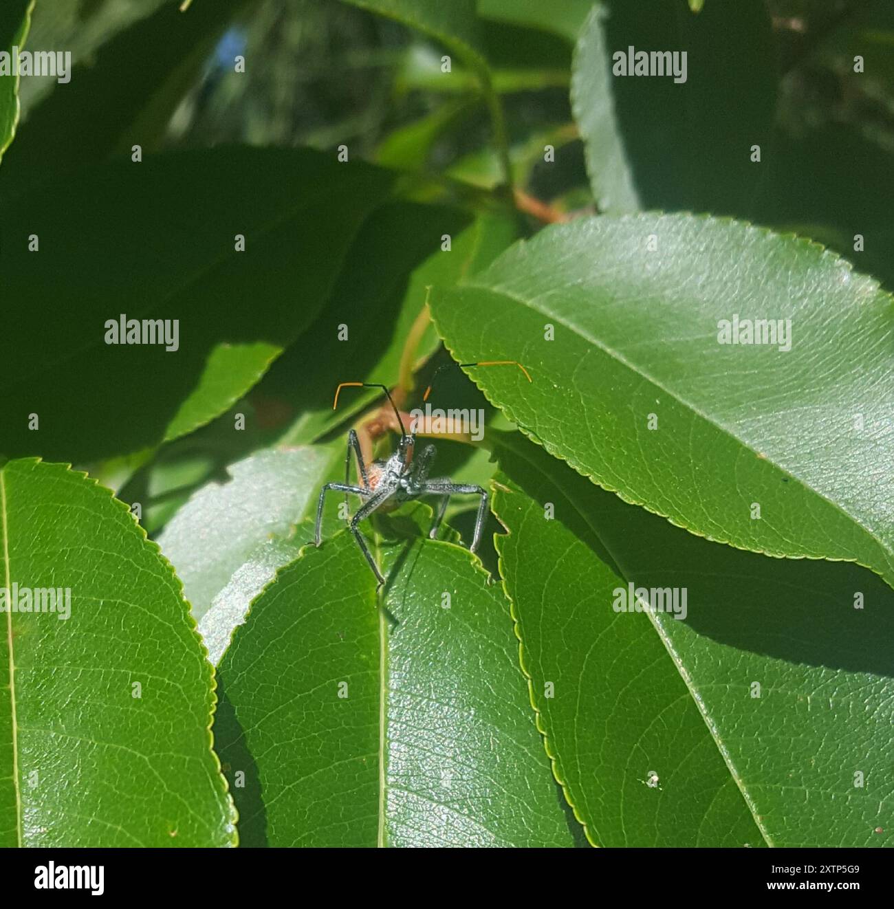 North American Wheel Bug (Arilus cristatus) Insecta Stock Photo - Alamy