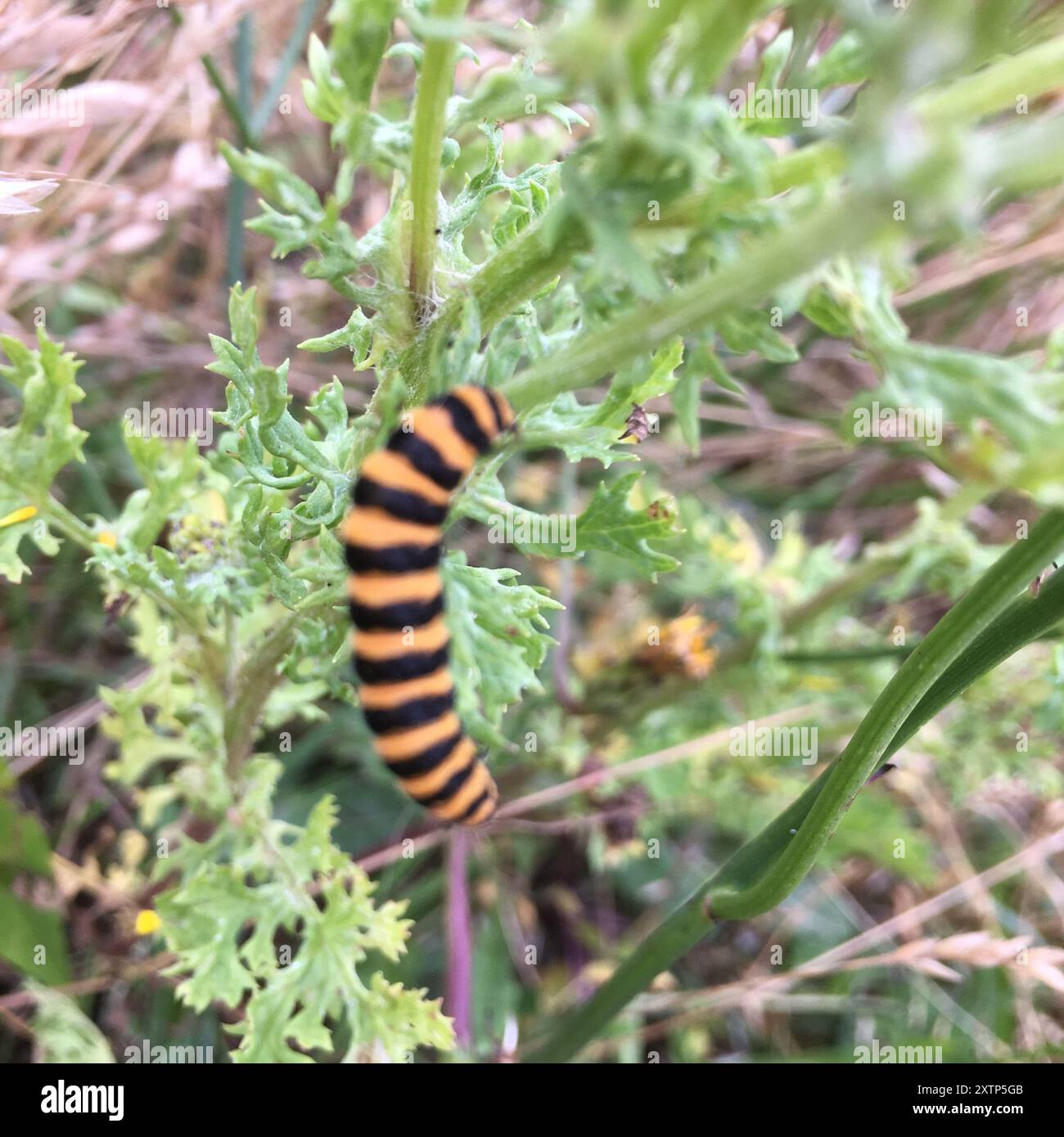 Cinnabar moth (Tyria jacobaeae) Insecta Stock Photo - Alamy