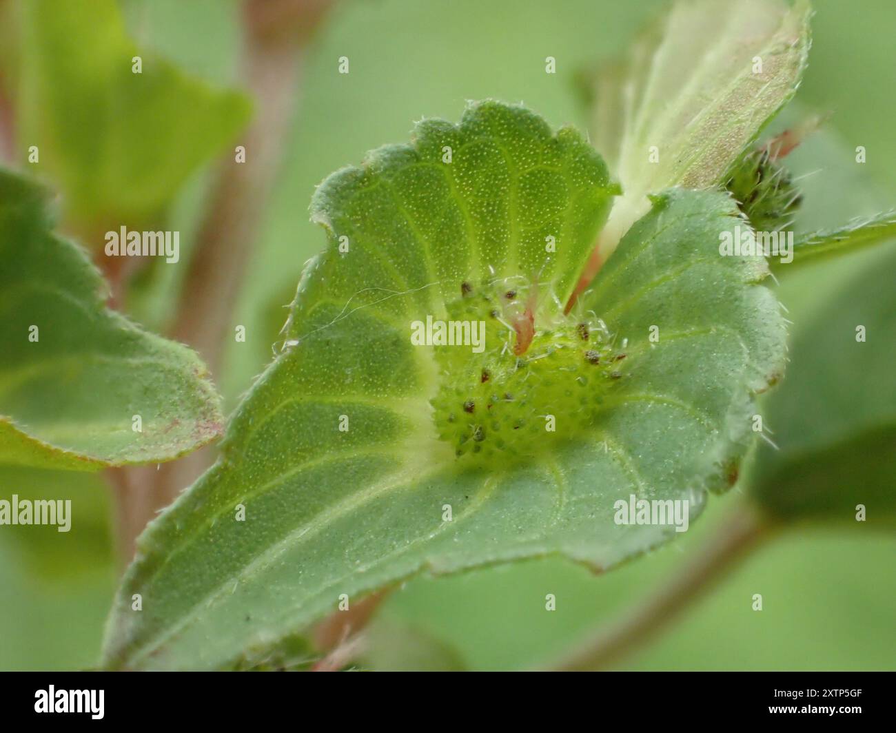 Asian Copperleaf (Acalypha australis) Plantae Stock Photo - Alamy