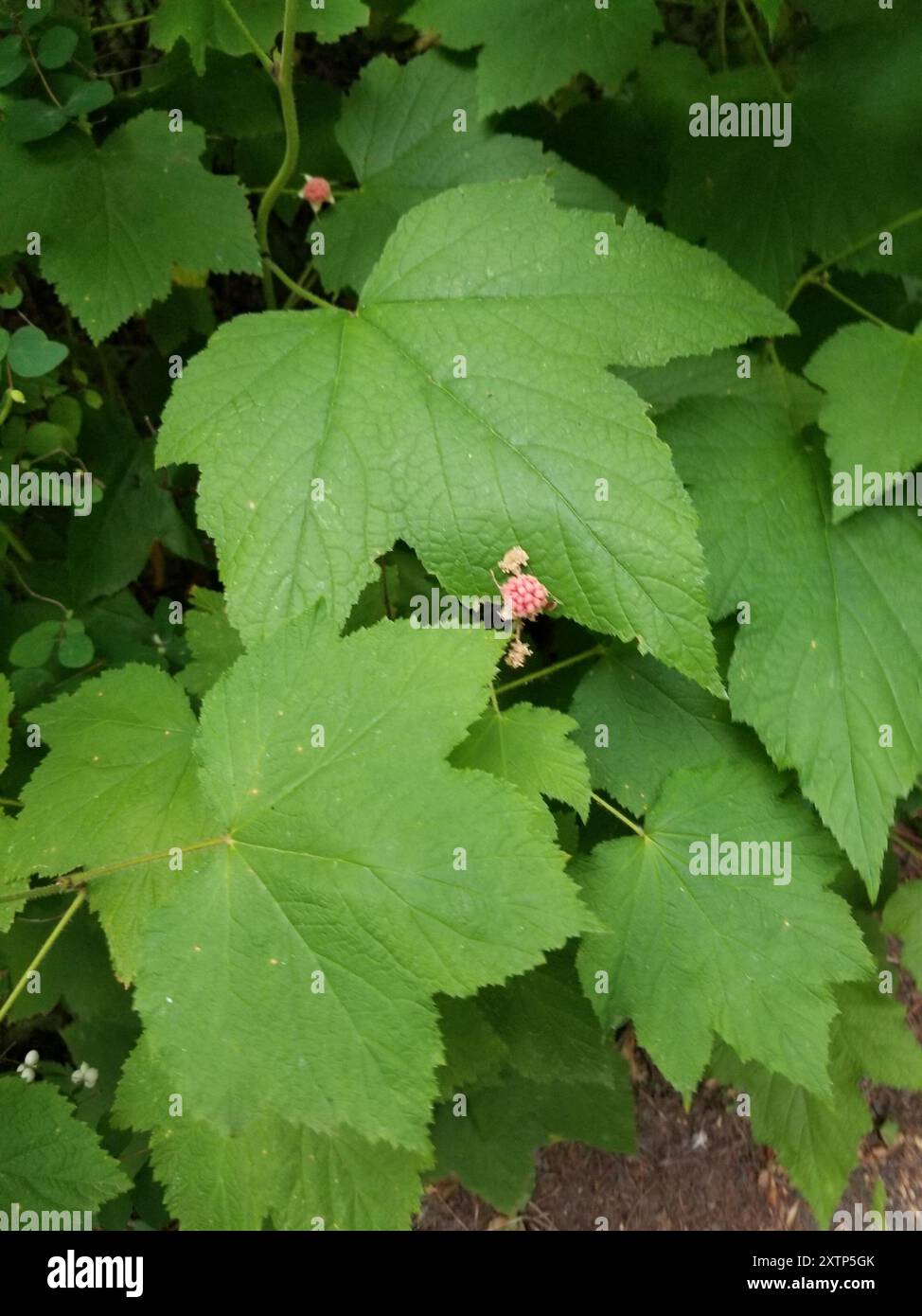 thimbleberry (Rubus parviflorus) Plantae Stock Photo - Alamy