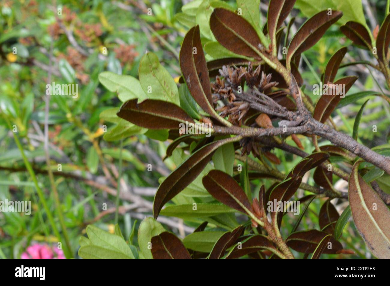 Rusty-leaved Alpenrose (Rhododendron ferrugineum) Plantae Stock Photo ...