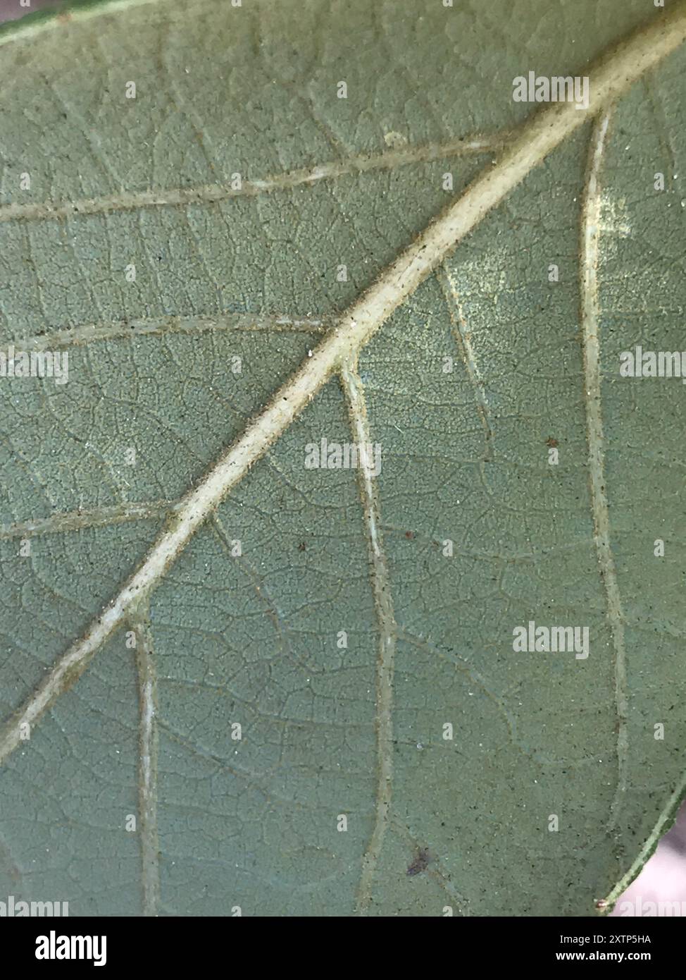 netleaf oak (Quercus rugosa) Plantae Stock Photo - Alamy