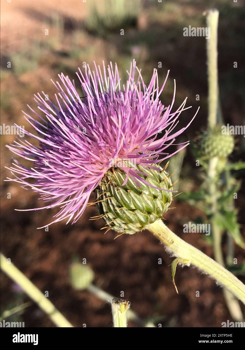 New Mexico thistle (Cirsium neomexicanum) Plantae Stock Photo - Alamy