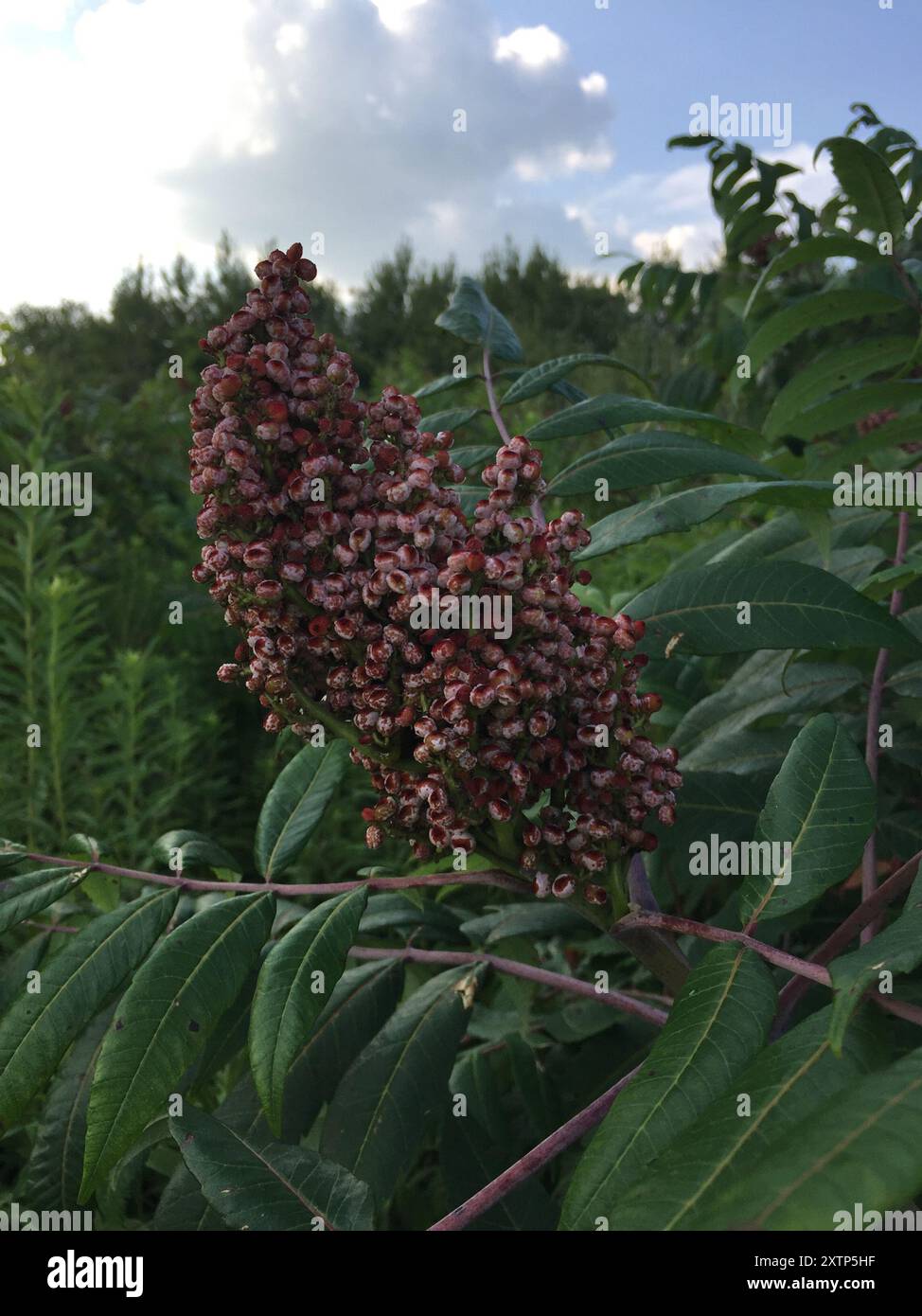 smooth sumac (Rhus glabra) Plantae Stock Photo - Alamy