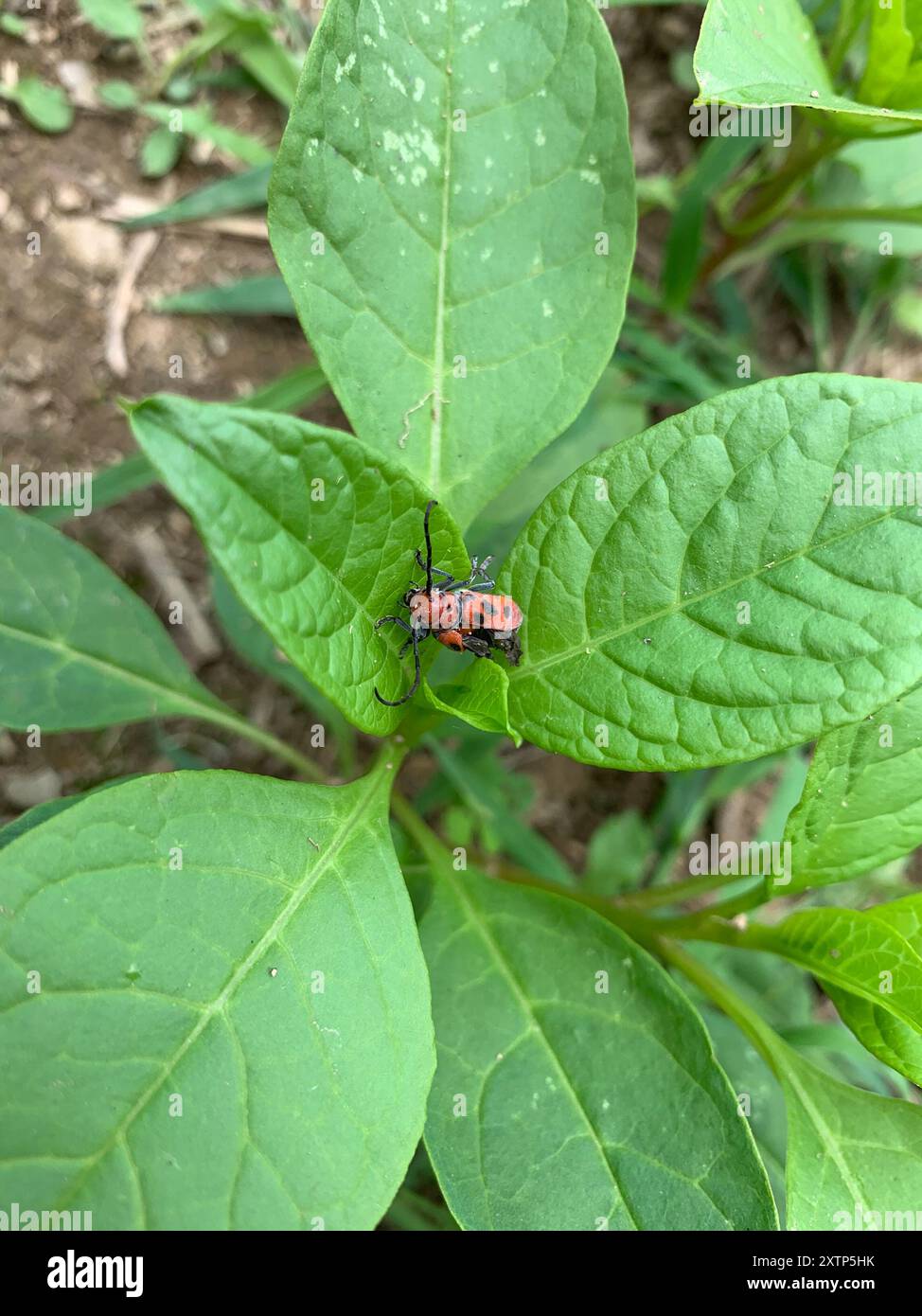 Red Milkweed Beetle (Tetraopes tetrophthalmus) Insecta Stock Photo - Alamy