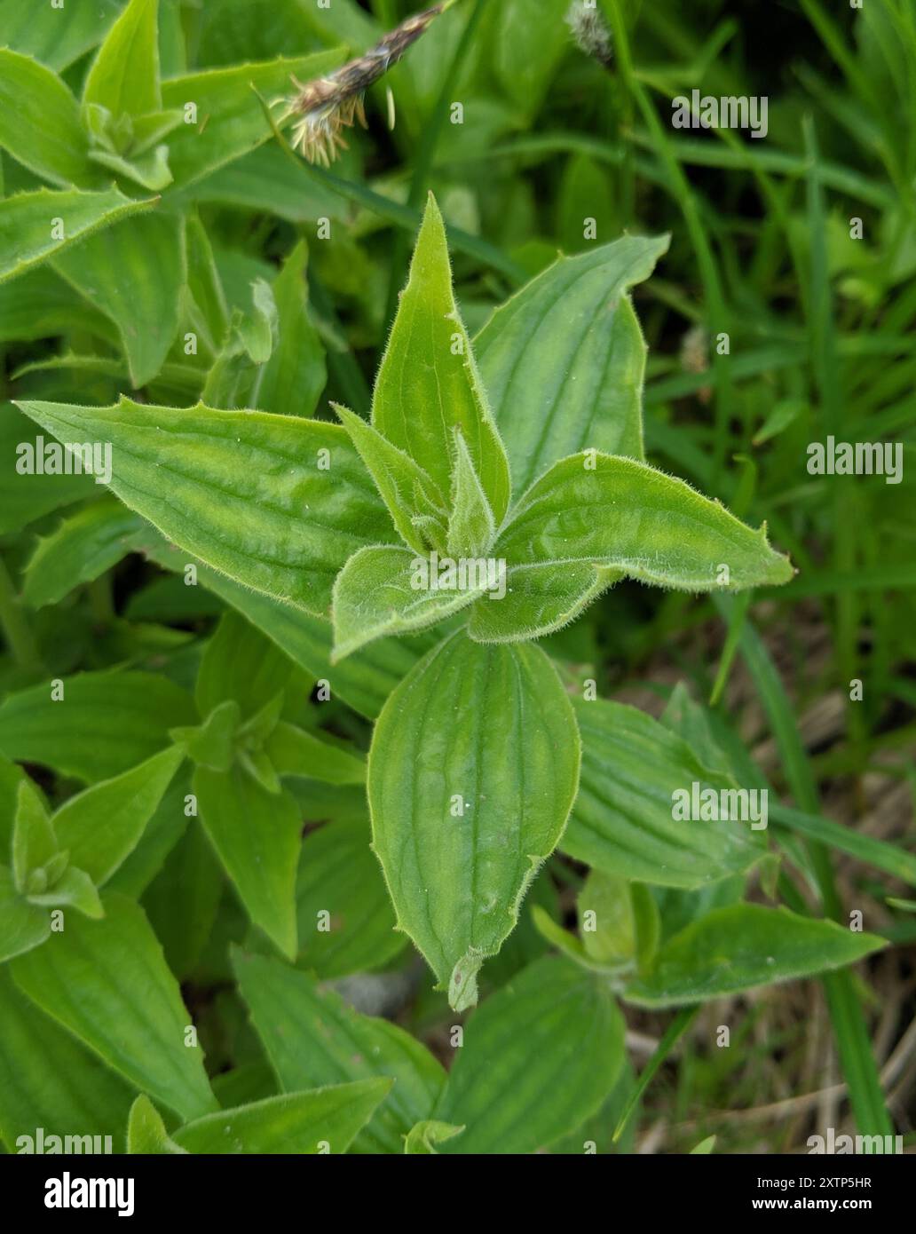 Lewis' monkeyflower (Erythranthe lewisii) Plantae Stock Photo - Alamy