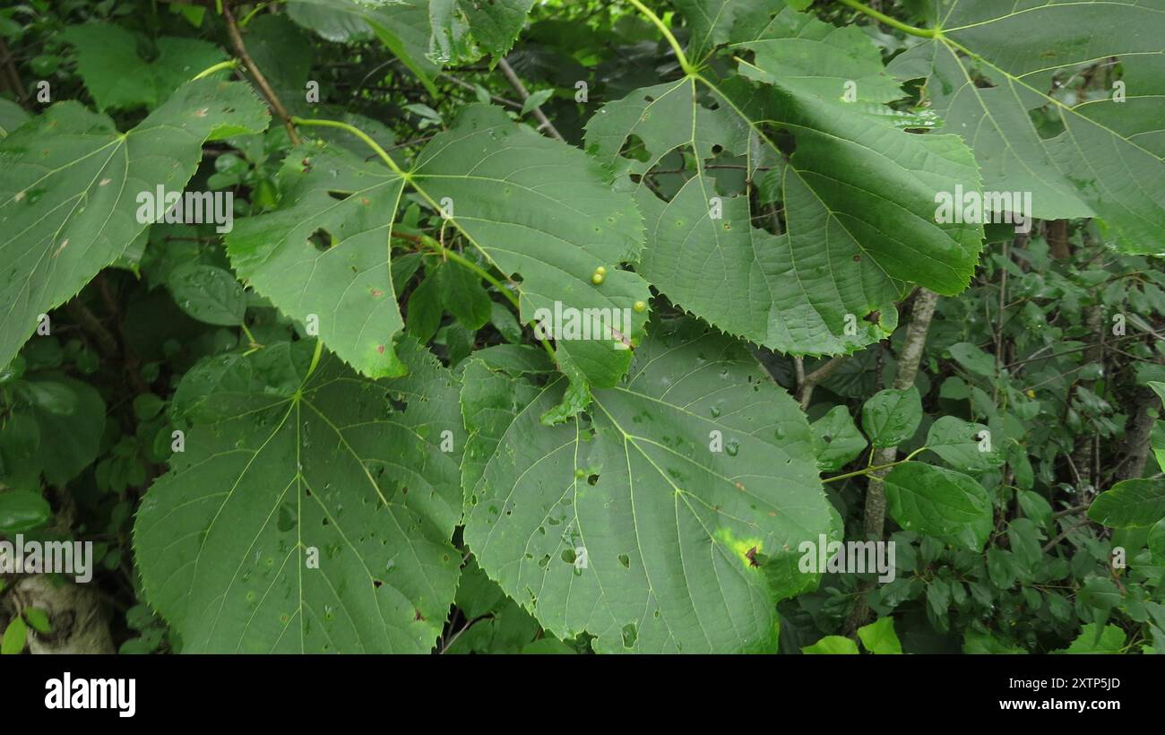 Linden Wart Gall Midge (Contarinia verrucicola) Insecta Stock Photo - Alamy