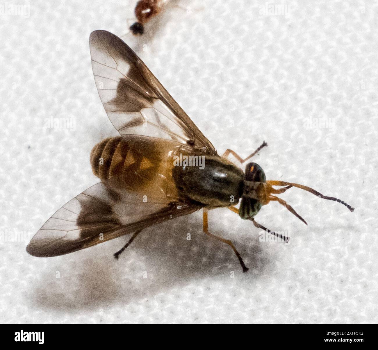 (Chrysops celatus) Insecta Stock Photo - Alamy