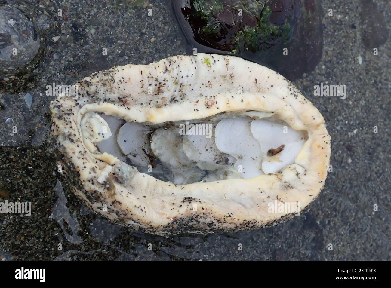 Gumboot Chiton (Cryptochiton stelleri) Mollusca Stock Photo - Alamy