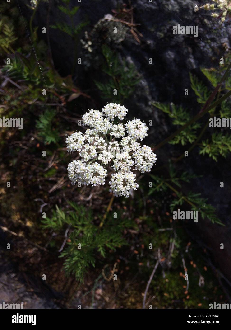Milk Parsley (Peucedanum palustre) Plantae Stock Photo - Alamy