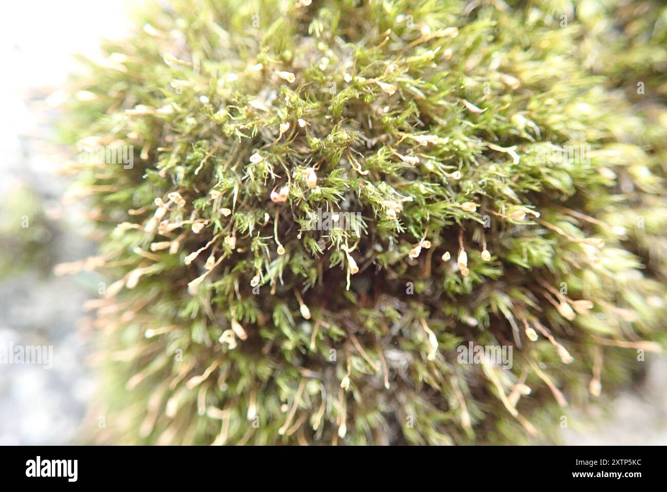 joint-toothed mosses (Bryopsida) Plantae Stock Photo - Alamy
