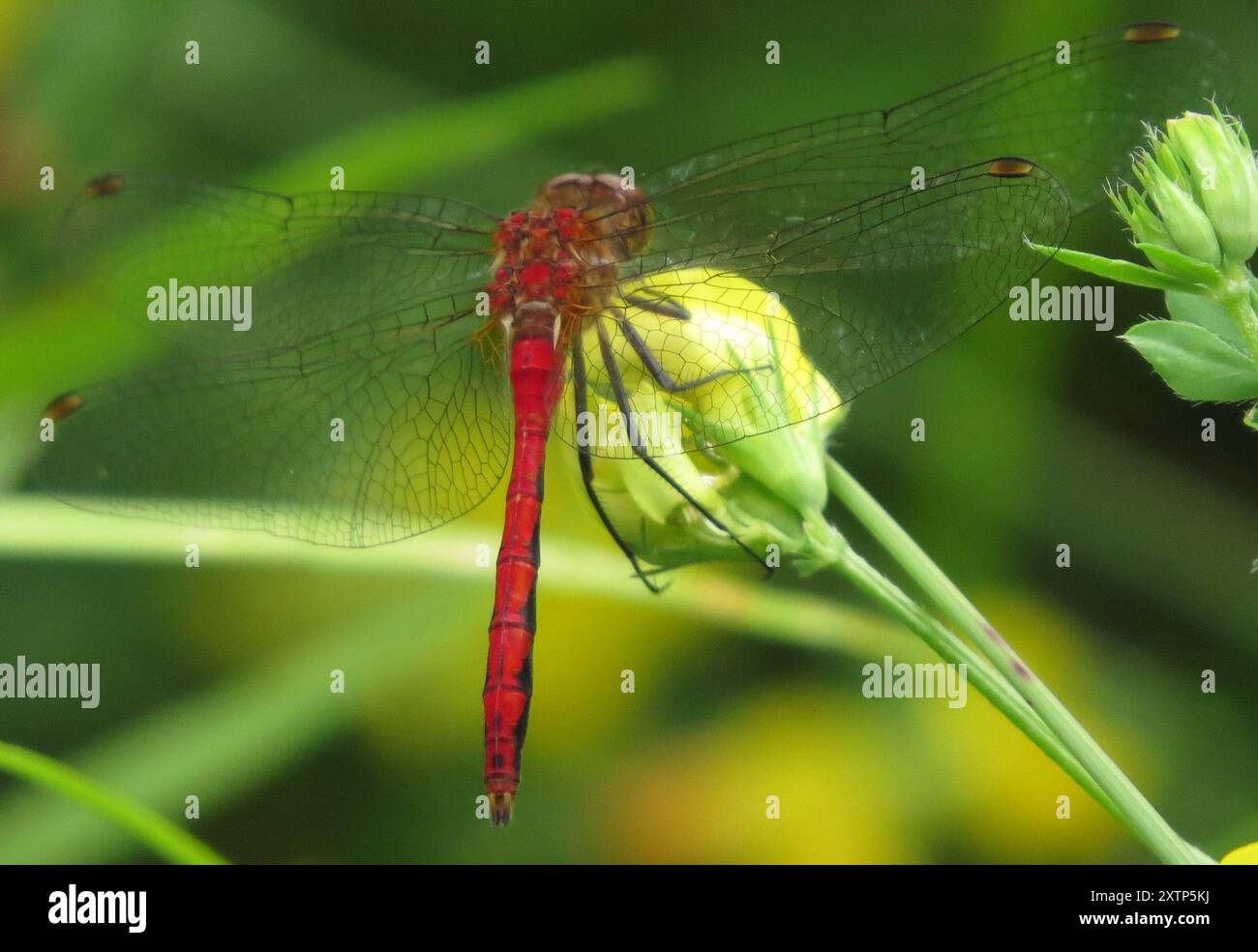 Meadowhawks (Sympetrum) Insecta Stock Photo - Alamy