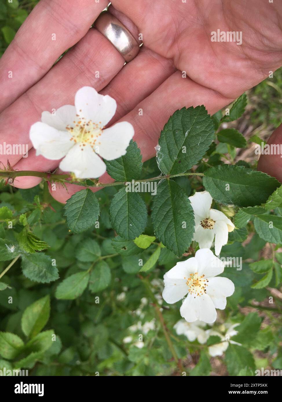 multiflora rose (Rosa multiflora) Plantae Stock Photo - Alamy