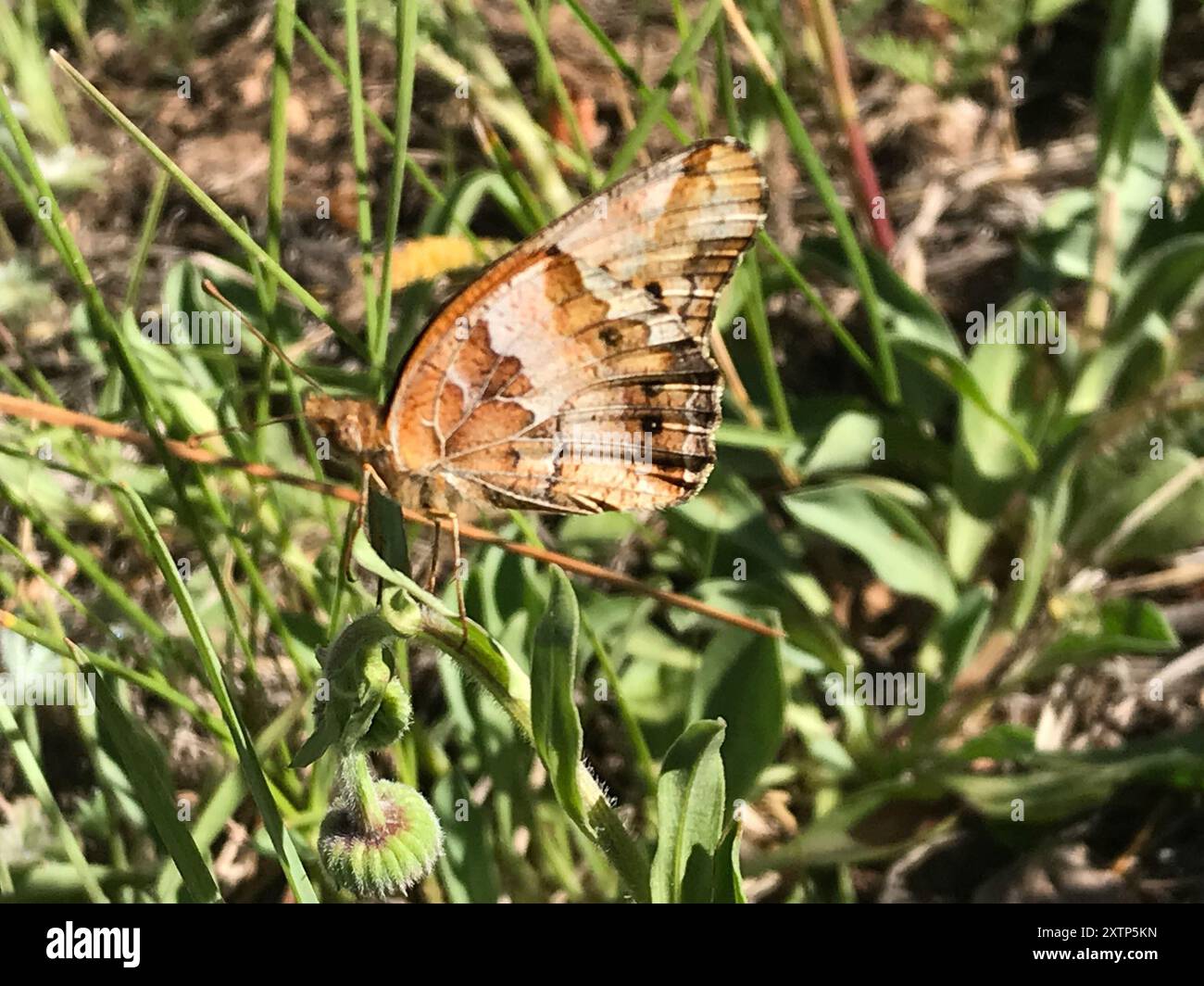 Variegated Fritillary (Euptoieta claudia) Insecta Stock Photo - Alamy