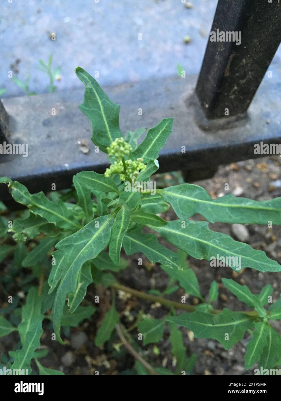 oak-leaved goosefoot (Oxybasis glauca) Plantae Stock Photo - Alamy