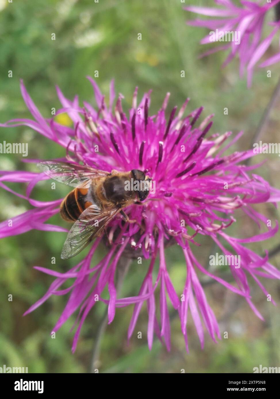 Common Drone Fly (Eristalis tenax) Insecta Stock Photo - Alamy