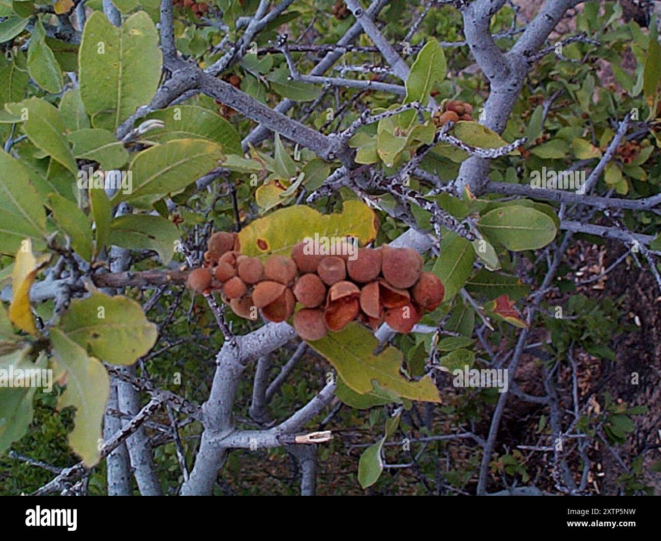 Pappea capensis hi-res stock photography and images - Alamy