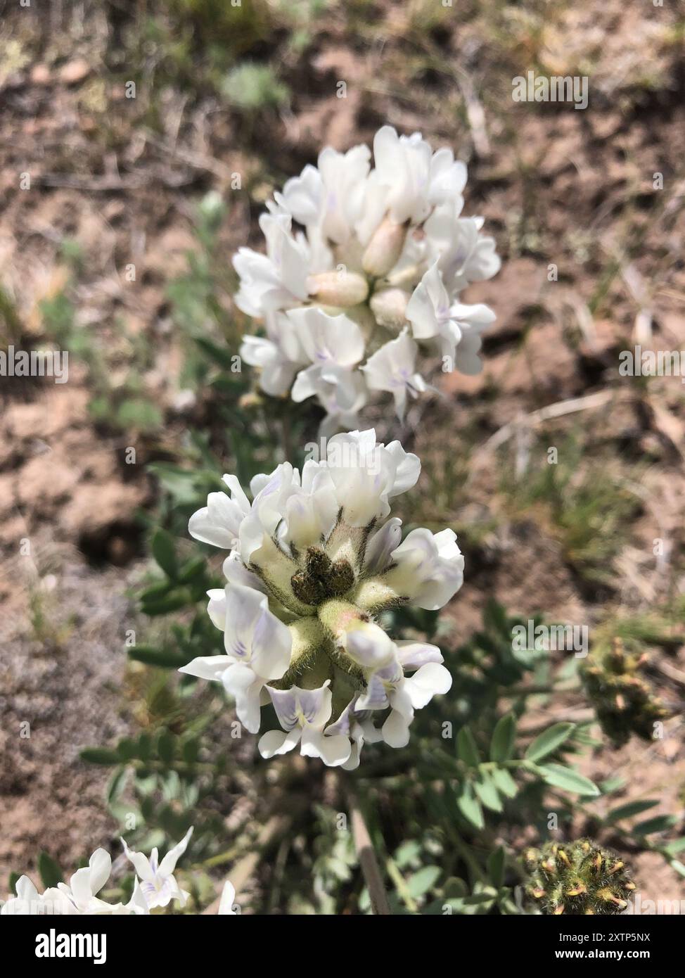 White Point-vetch (Oxytropis sericea) Plantae Stock Photo - Alamy