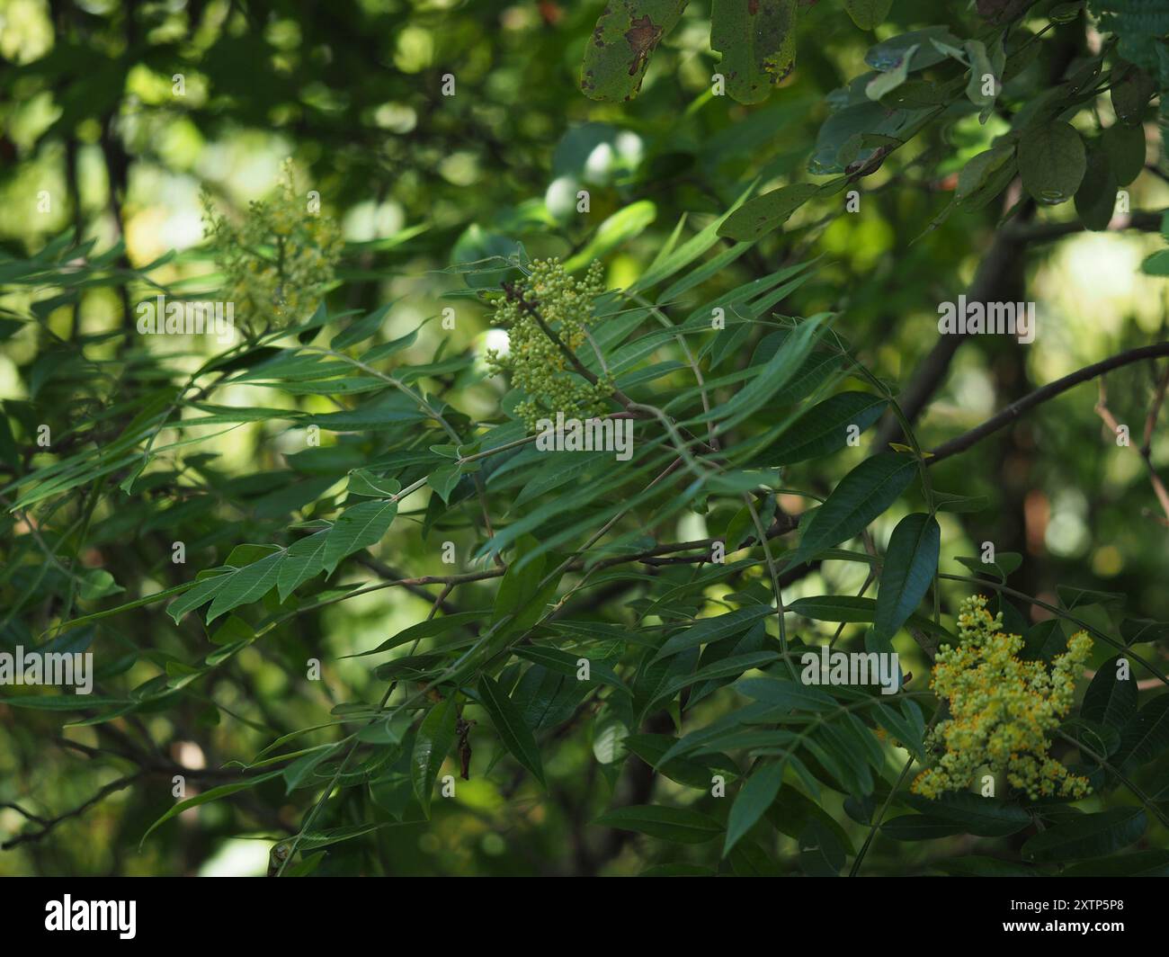 shining sumac (Rhus copallinum) Plantae Stock Photo - Alamy