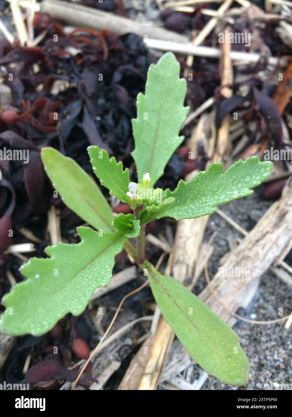 American searocket (Cakile edentula) Plantae Stock Photo - Alamy