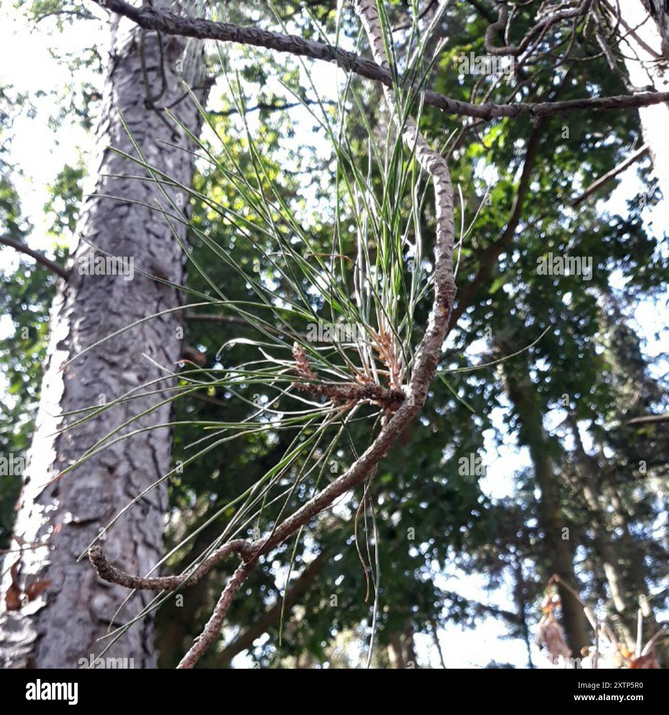 Corsican Pine (Pinus nigra laricio) Plantae Stock Photo - Alamy
