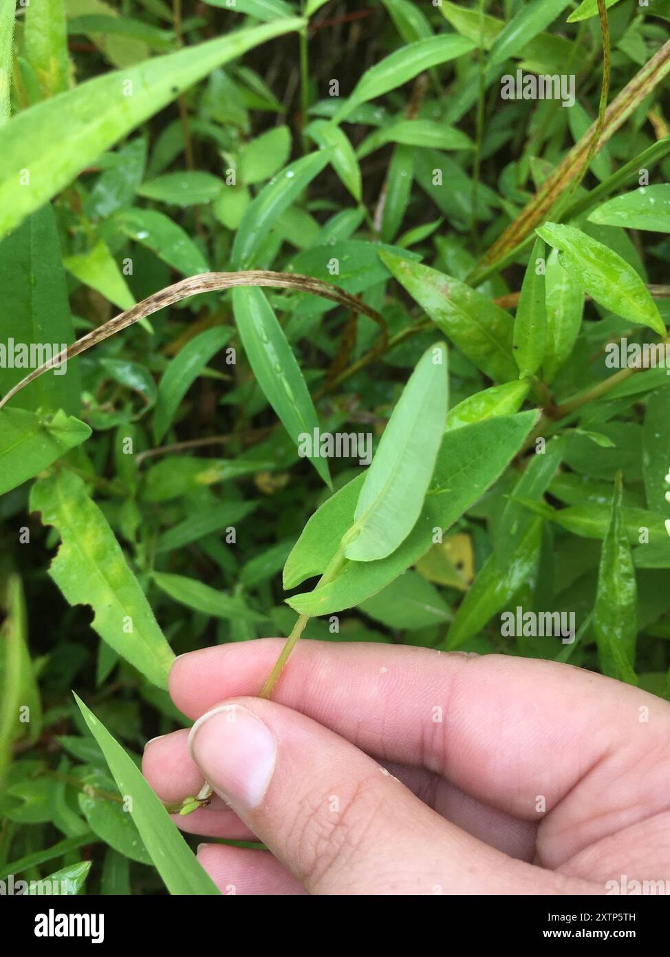arrow-leaved tearthumb (Persicaria sagittata) Plantae Stock Photo - Alamy