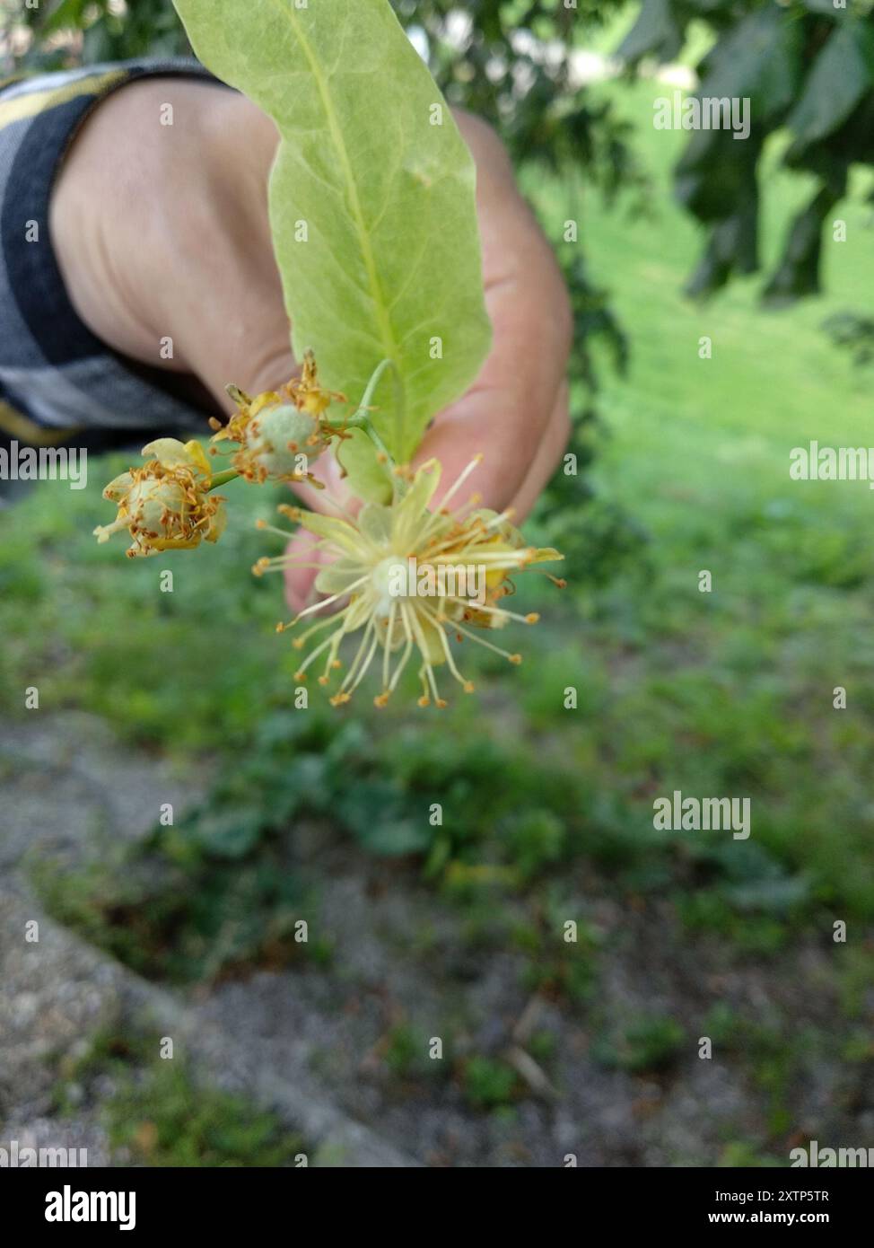 Small-leaved Lime (Tilia cordata) Plantae Stock Photo - Alamy