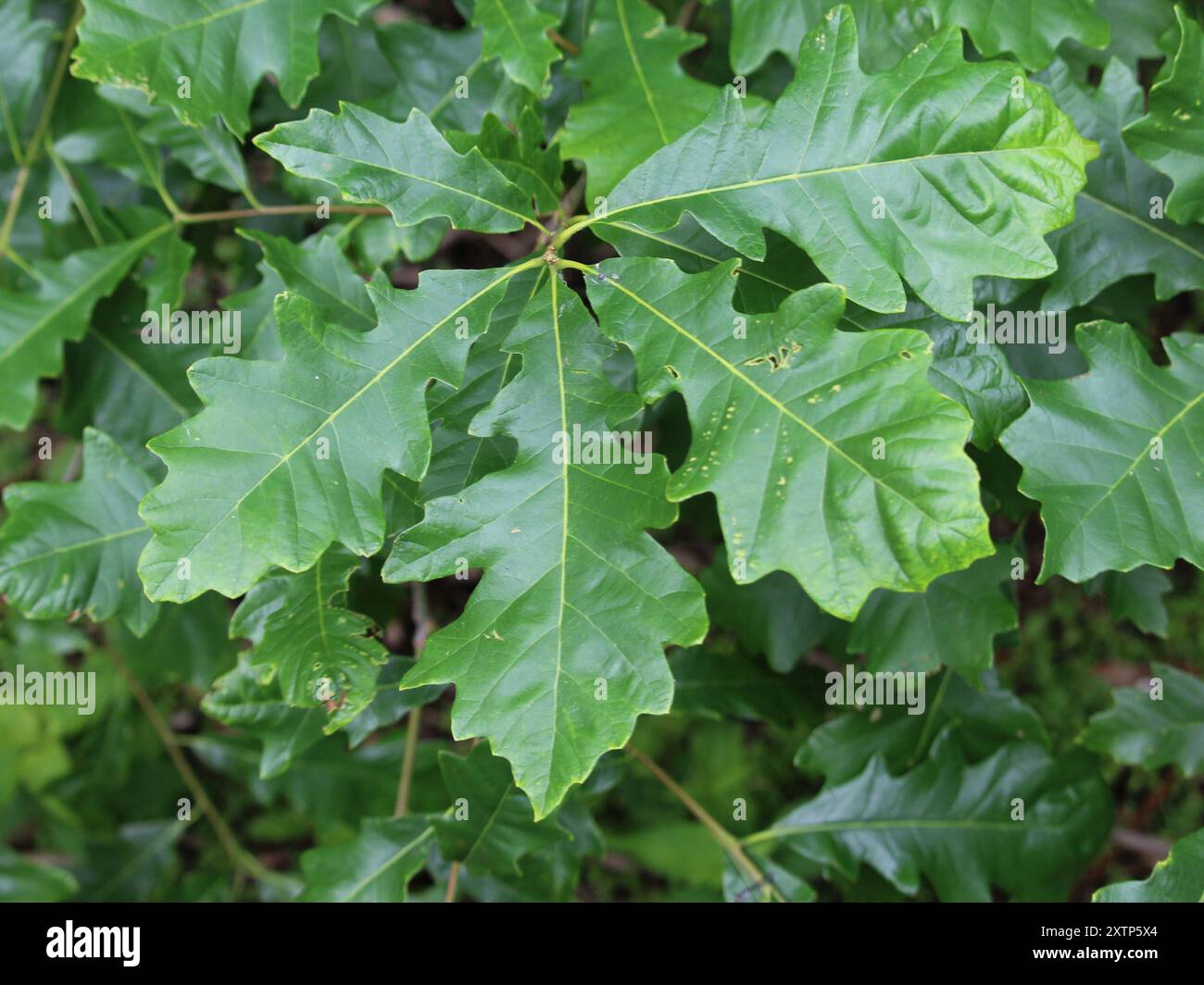 swamp white oak (Quercus bicolor) Plantae Stock Photo - Alamy
