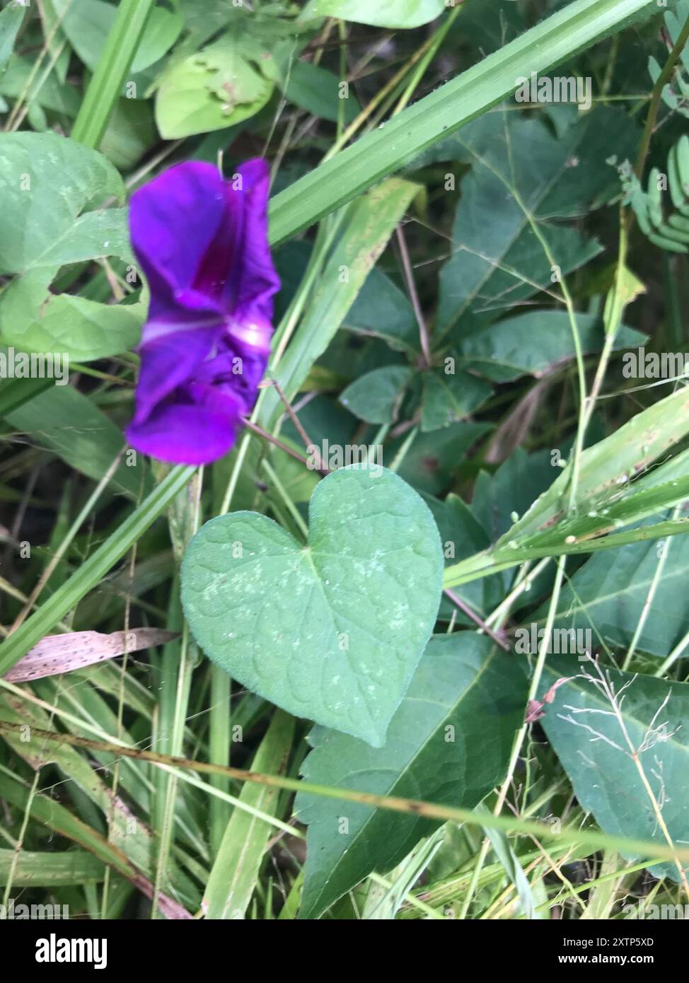 common morning-glory (Ipomoea purpurea) Plantae Stock Photo - Alamy