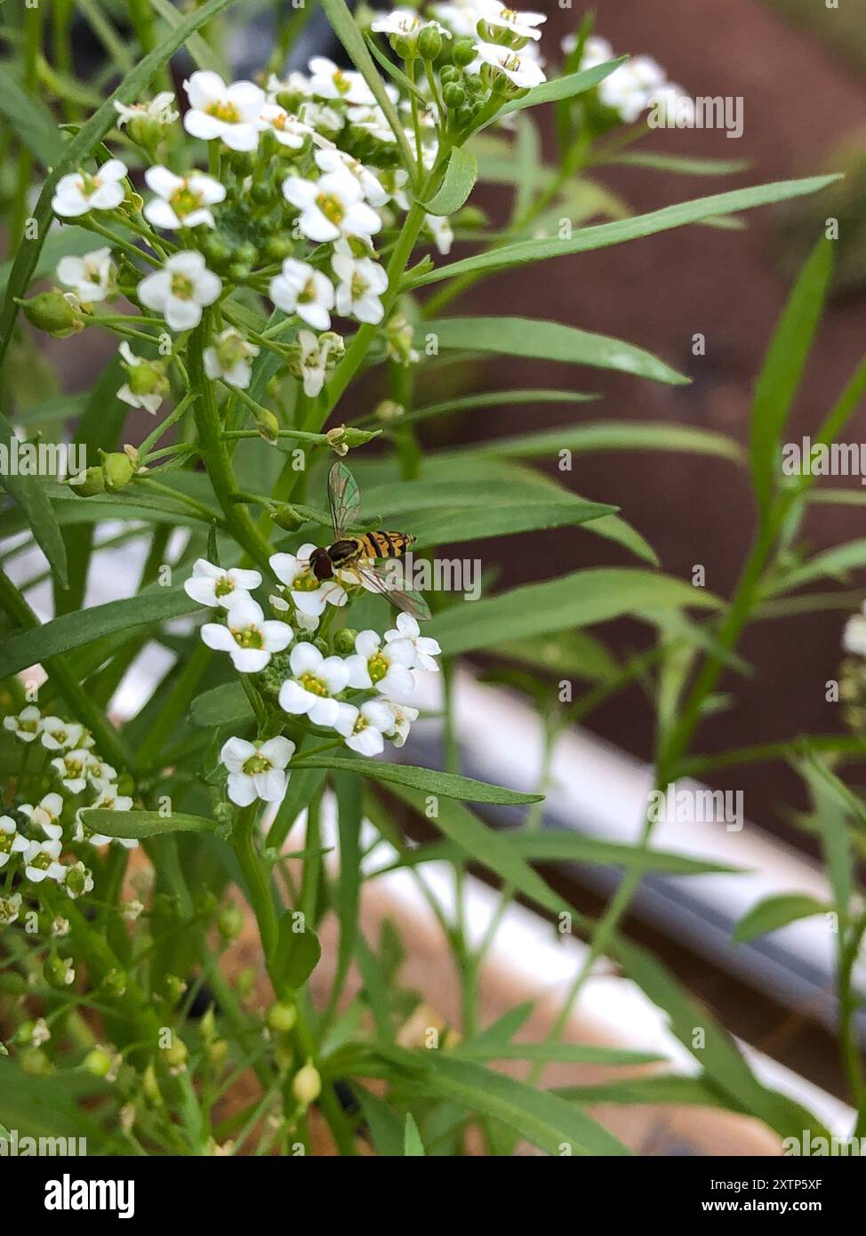 Eastern Calligrapher (Toxomerus geminatus) Insecta Stock Photo - Alamy