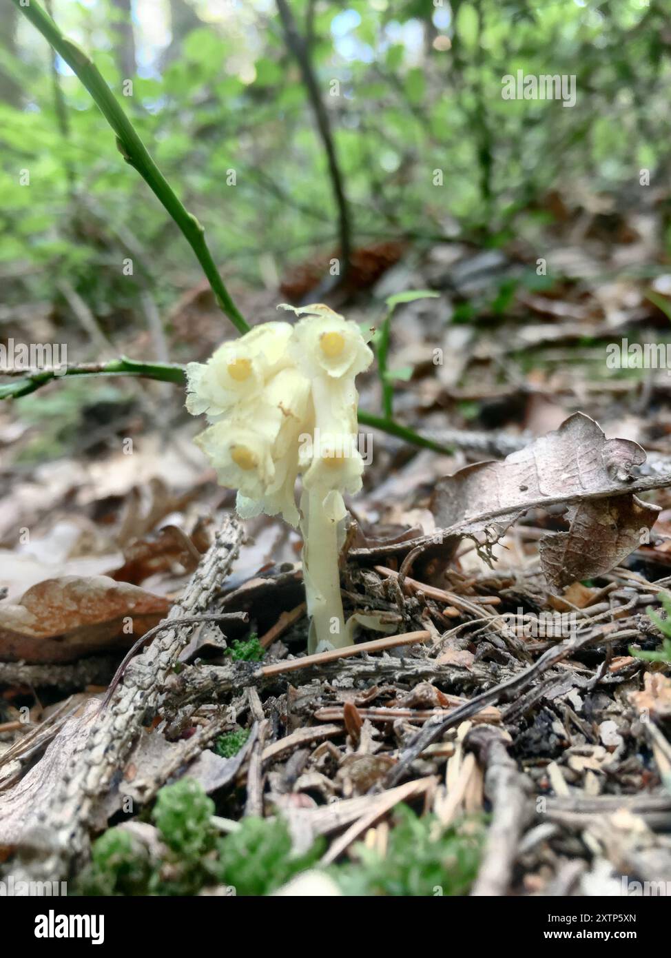 pinesap (Monotropa hypopitys) Plantae Stock Photo - Alamy