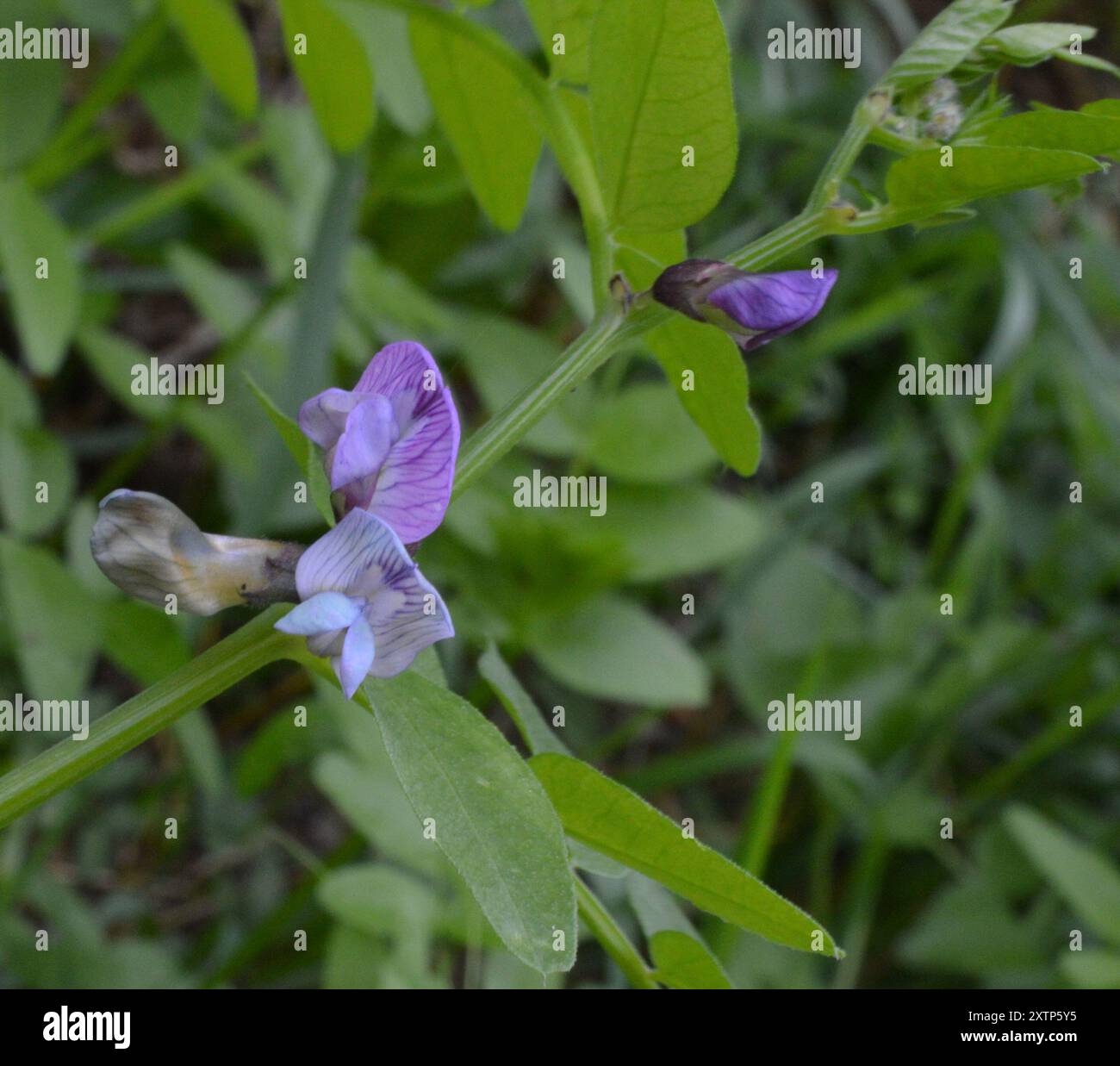 Bush Vetch (Vicia sepium) Plantae Stock Photo - Alamy