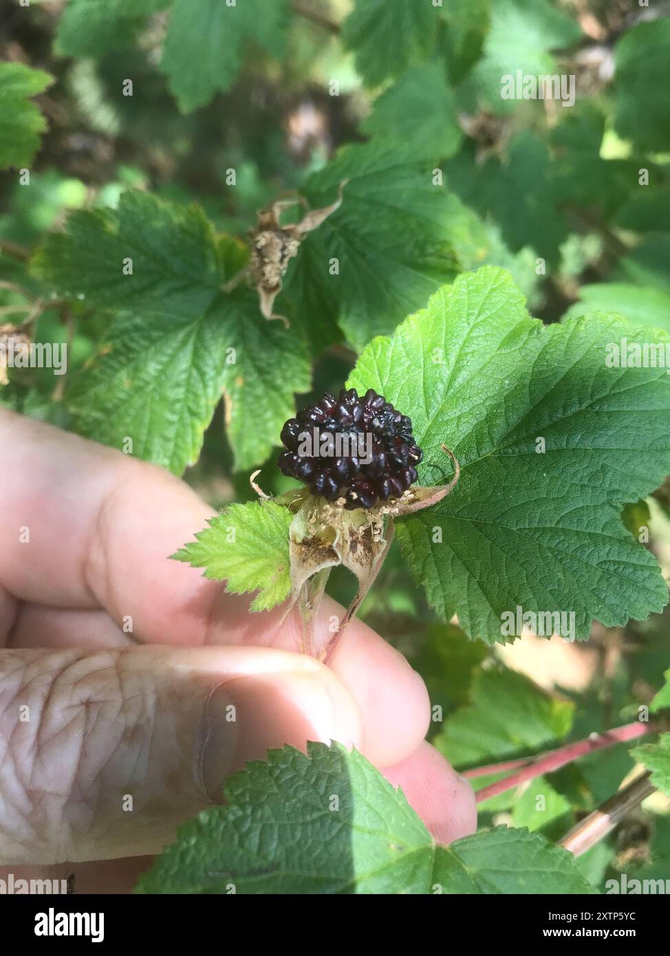 New Mexico raspberry (Rubus neomexicanus) Plantae Stock Photo - Alamy