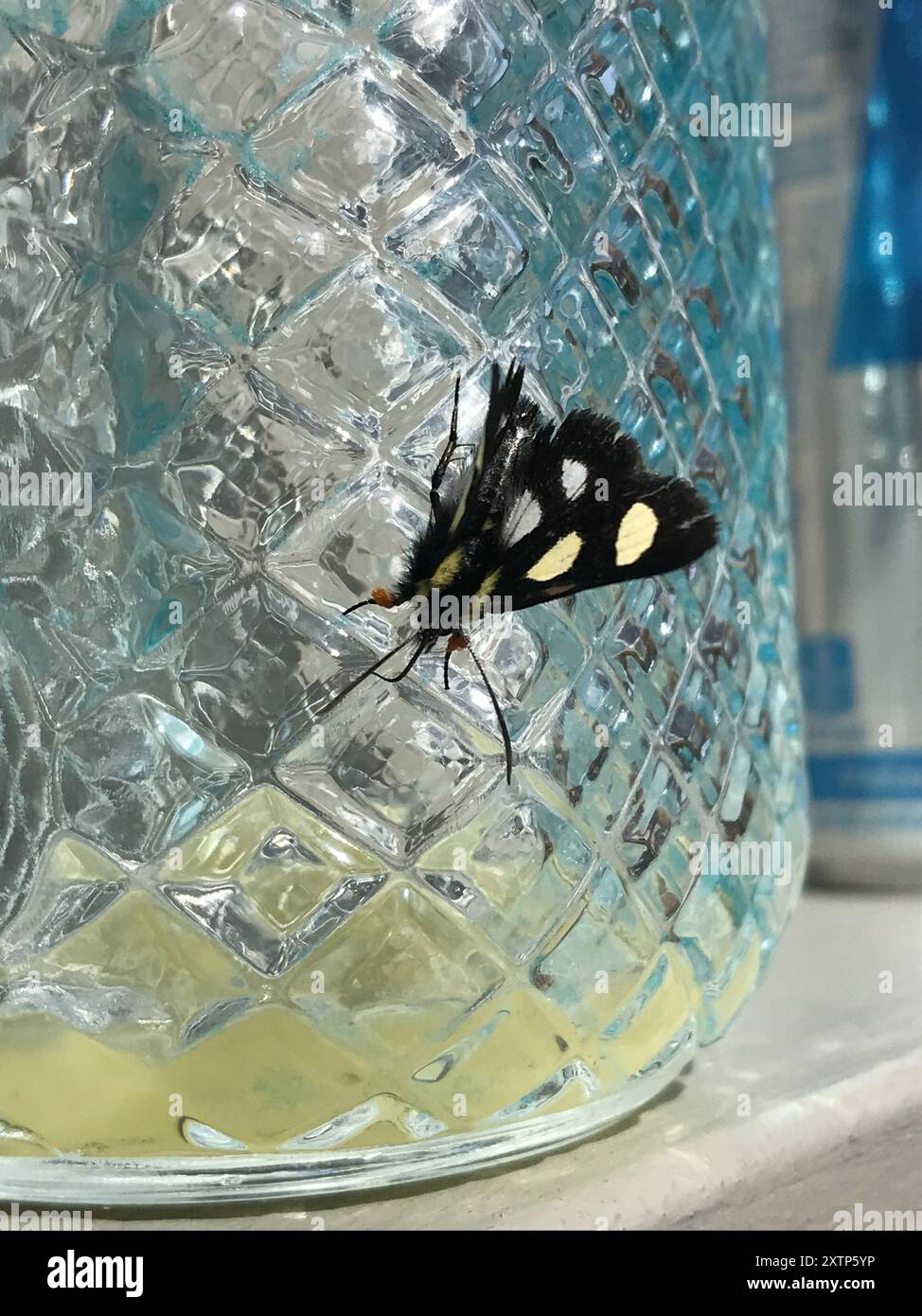 Eight-spotted Forester Moth (Alypia octomaculata) Insecta Stock Photo ...