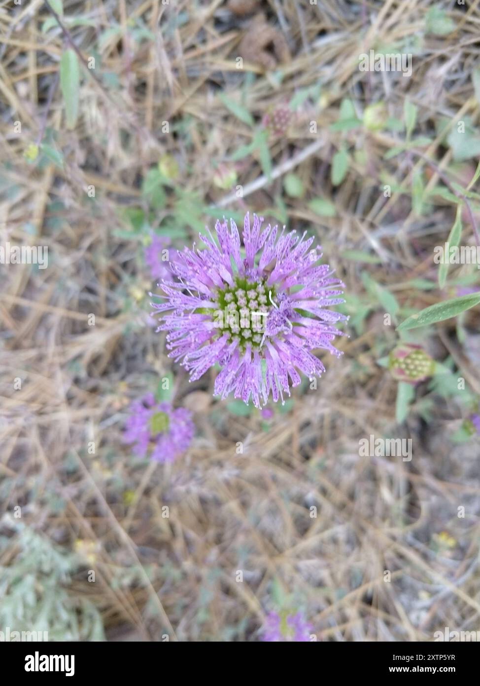 Coyote Mint (Monardella villosa) Plantae Stock Photo - Alamy