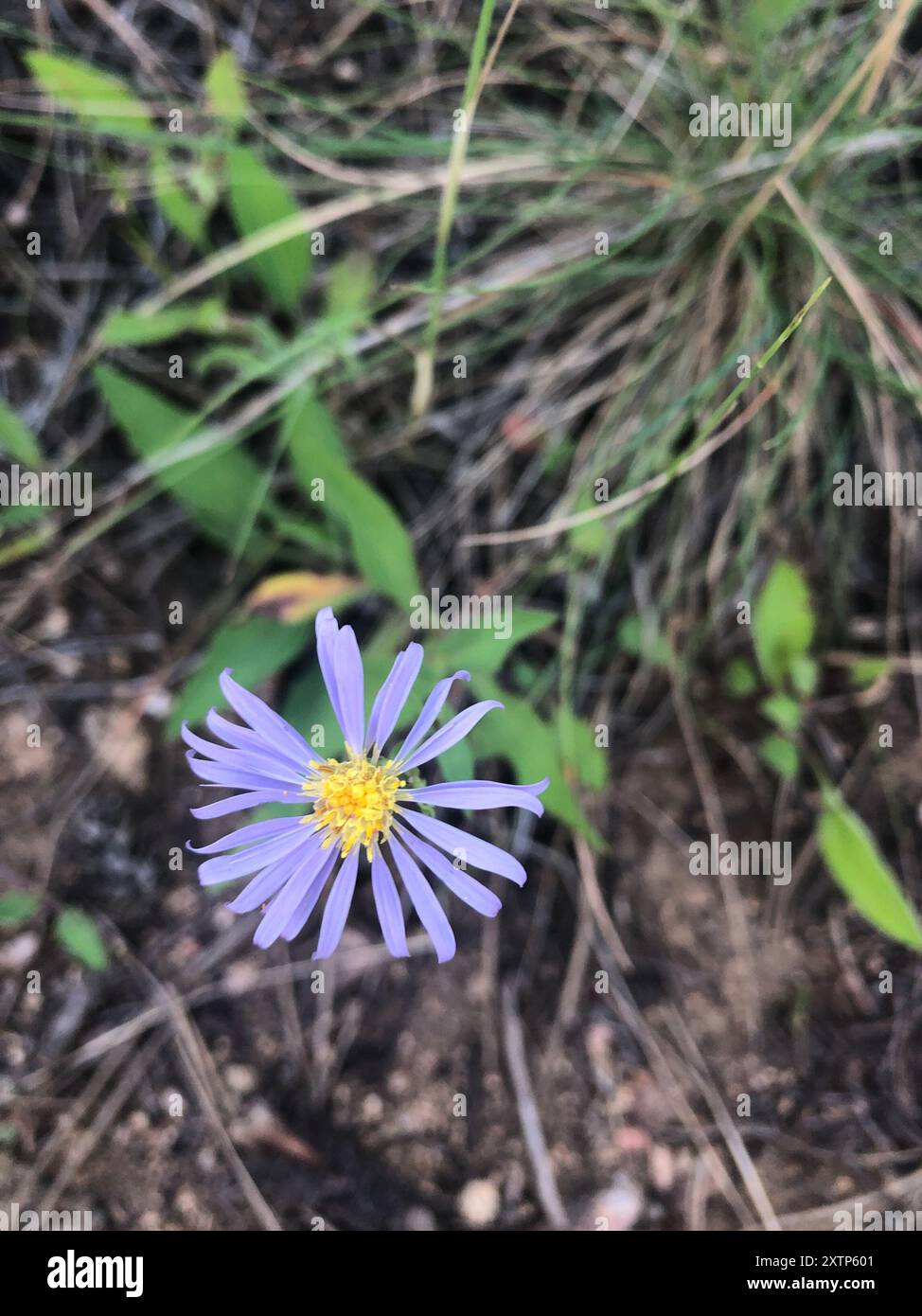 smooth blue aster (Symphyotrichum laeve) Plantae Stock Photo - Alamy