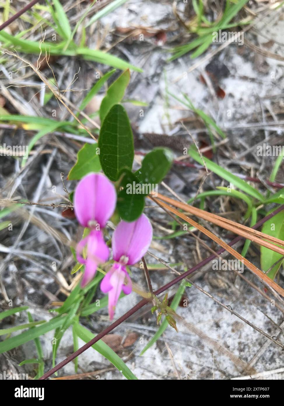 eastern milk-pea (Galactia regularis) Plantae Stock Photo - Alamy
