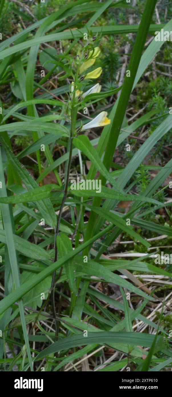 Common Cow-wheat (Melampyrum pratense) Plantae Stock Photo - Alamy