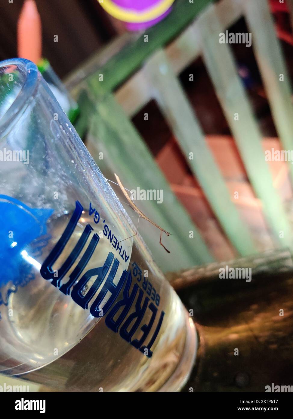 American Grass Mantis (Thesprotia graminis) Insecta Stock Photo - Alamy