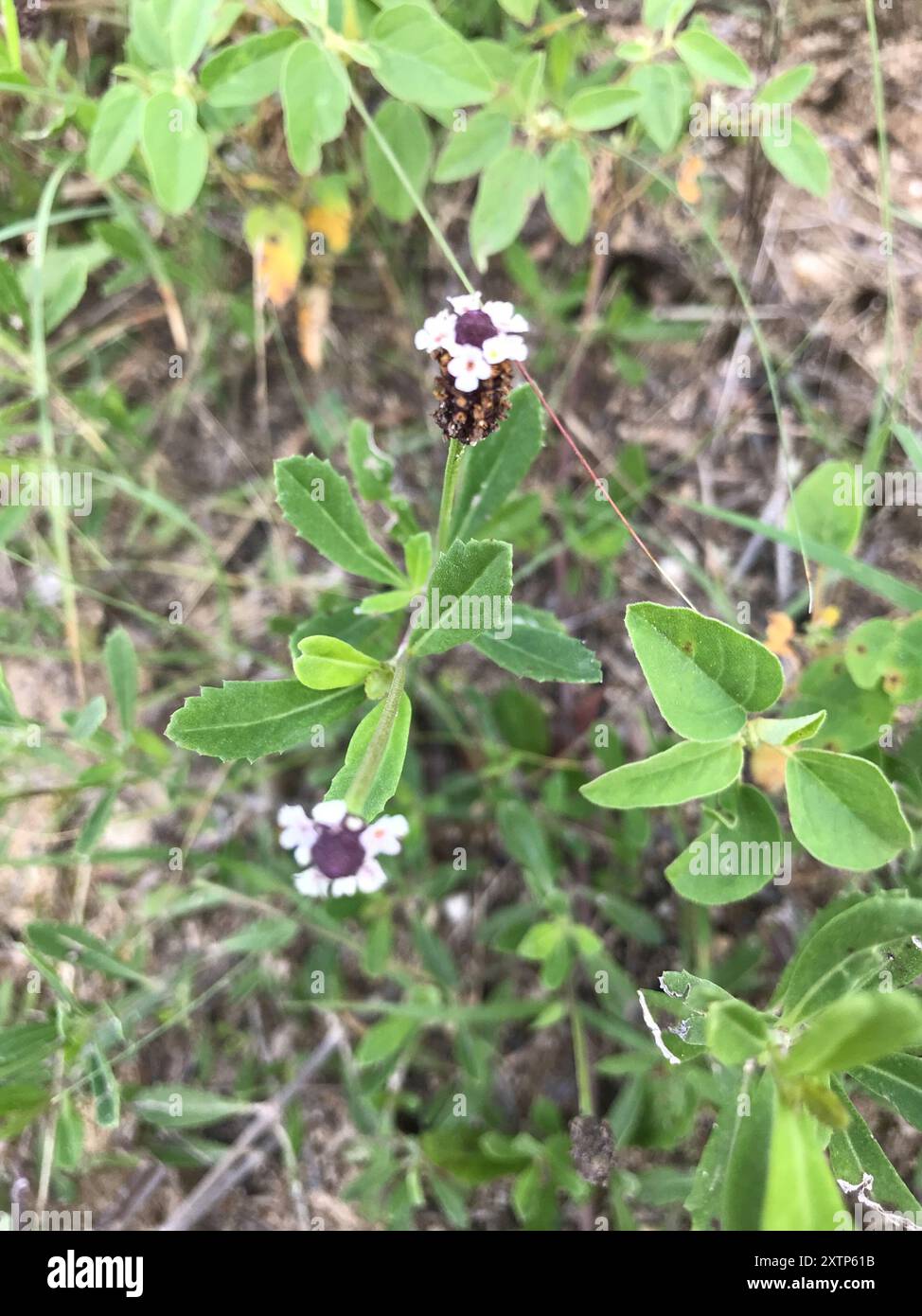 turkey tangle frogfruit (Phyla nodiflora) Plantae Stock Photo - Alamy