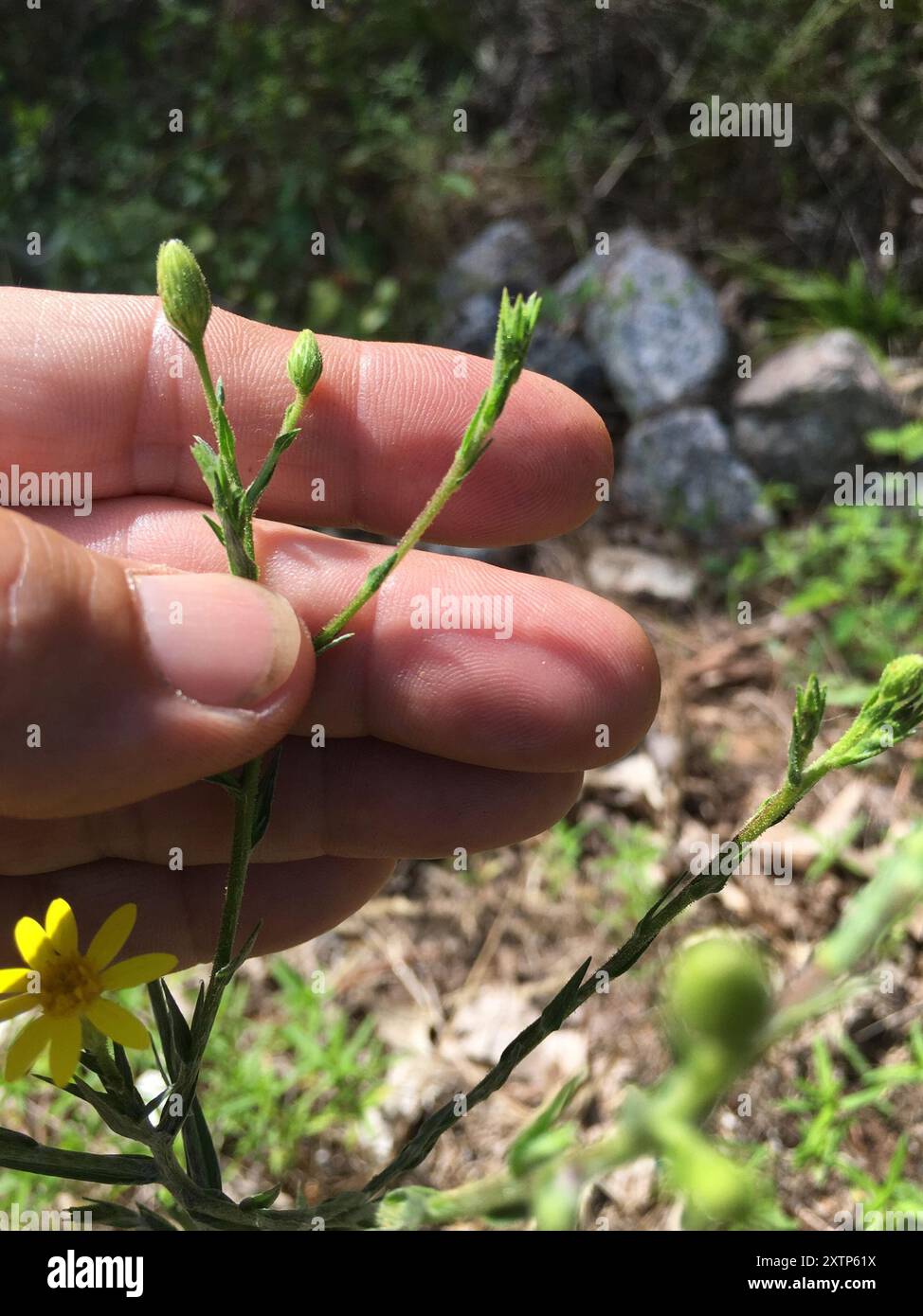 Pineland Silkgrass (Pityopsis aspera) Plantae Stock Photo - Alamy
