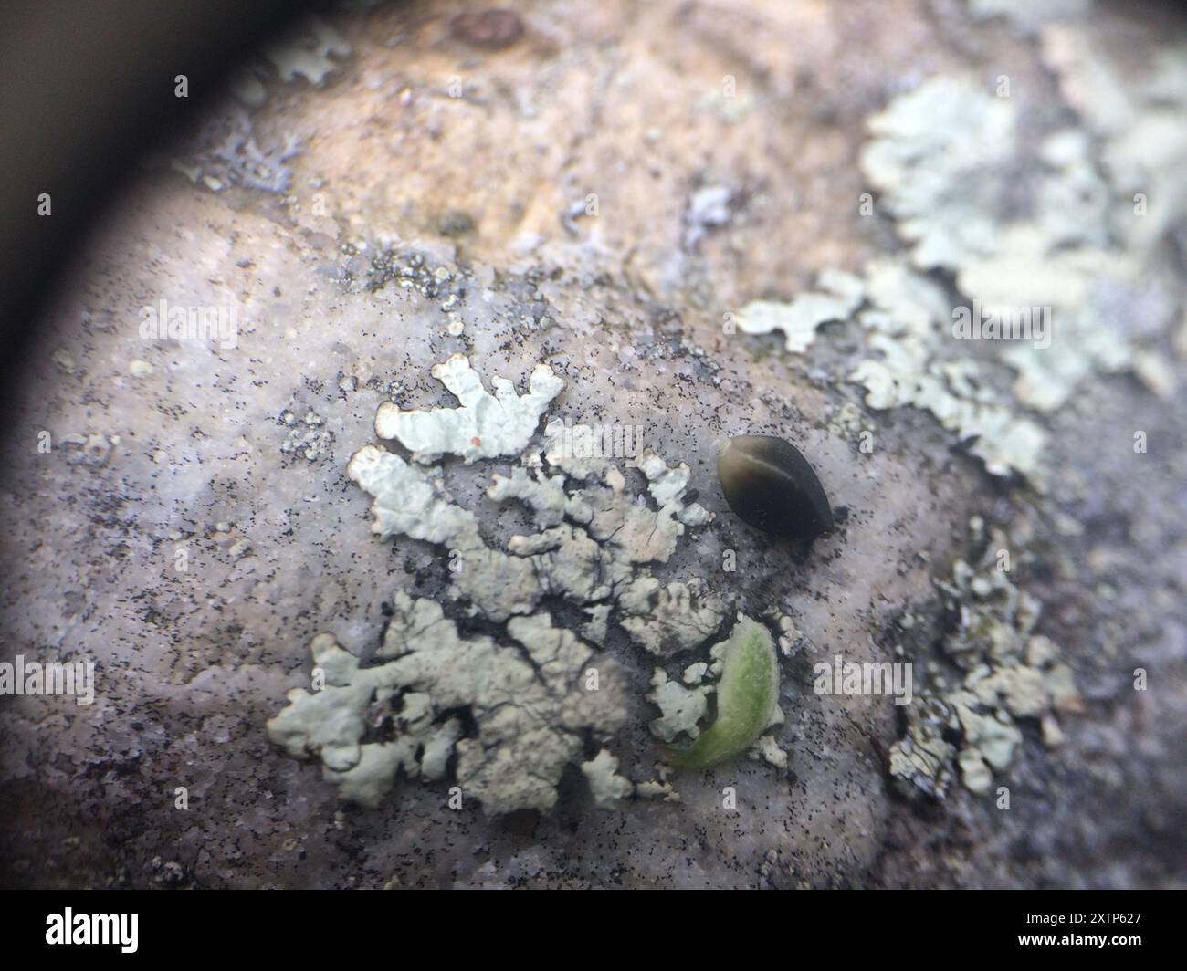 Black-bindweed (Fallopia convolvulus) Plantae Stock Photo - Alamy