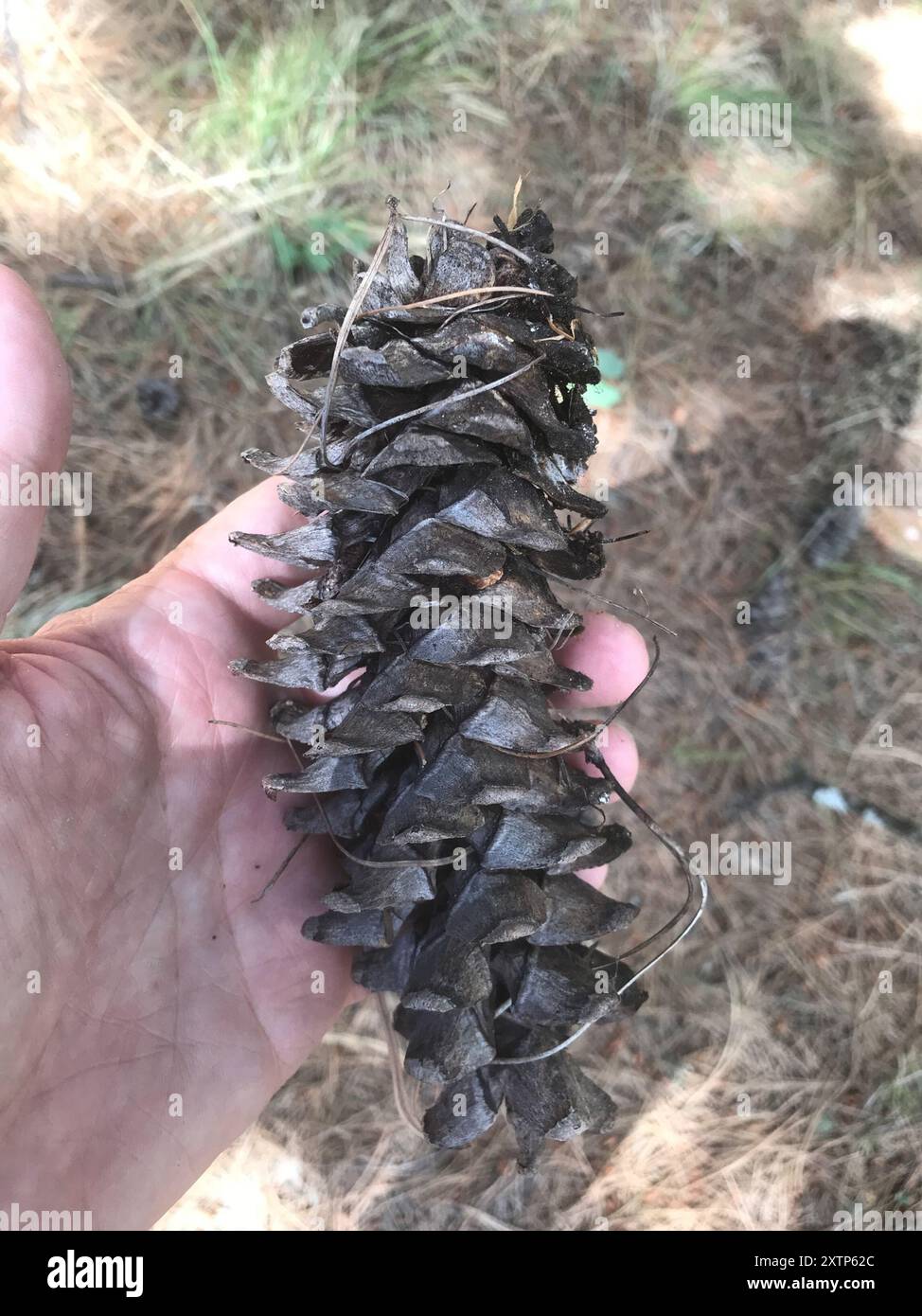 southwestern white pine (Pinus strobiformis) Plantae Stock Photo - Alamy