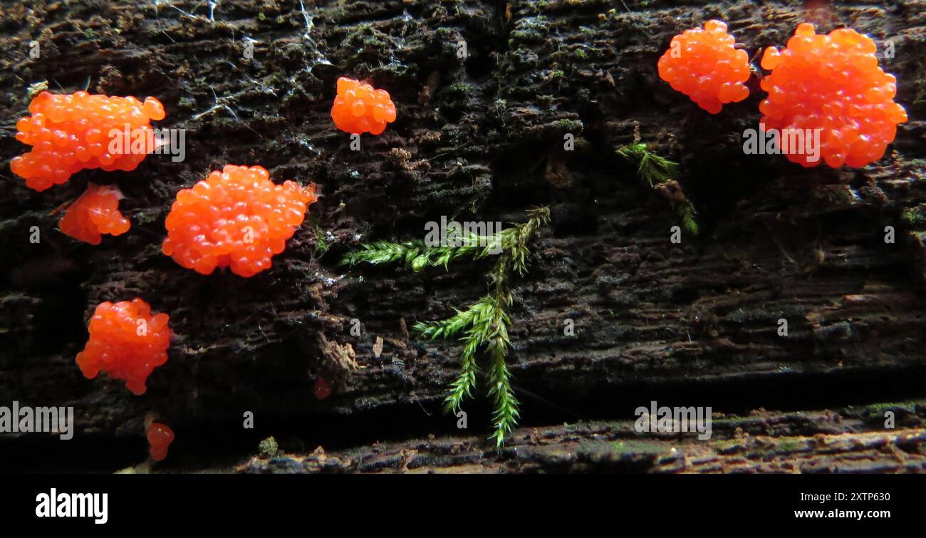 Red Raspberry Slime Mold (Tubifera ferruginosa) Protozoa Stock Photo ...