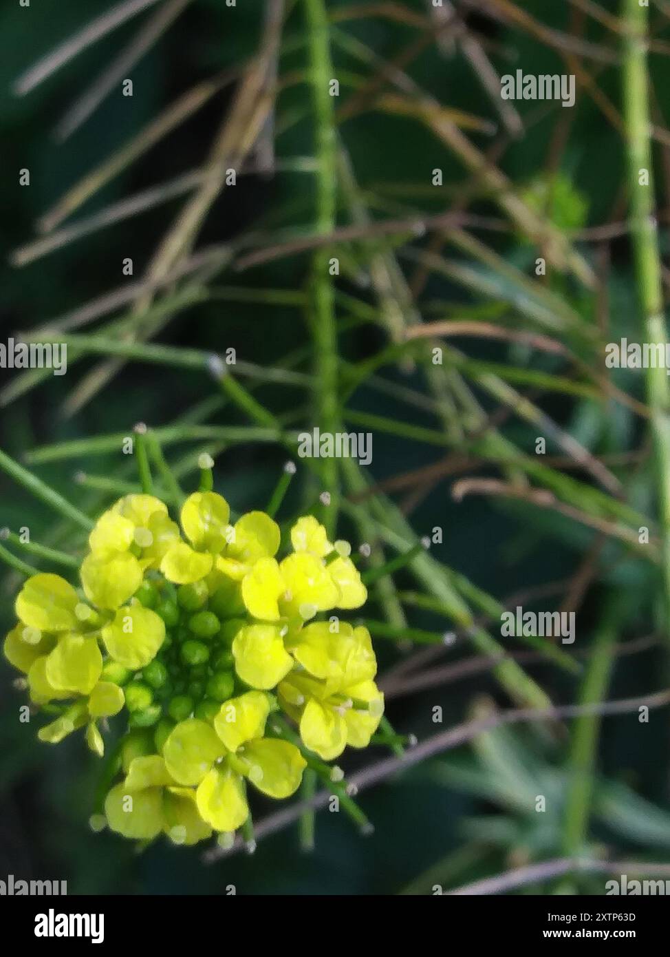 mustard family (Brassicaceae) Plantae Stock Photo - Alamy
